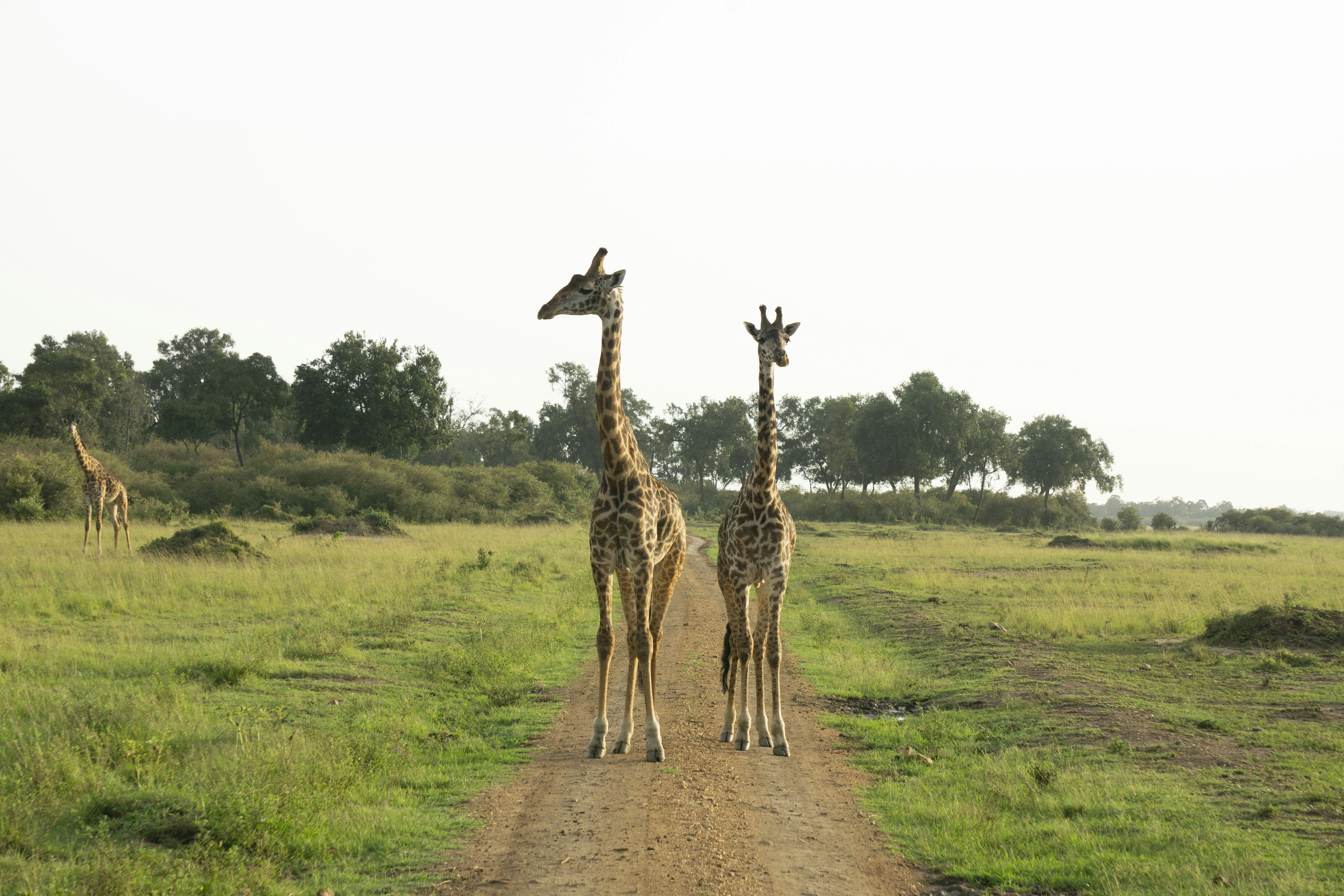Two giraffes walking down a dirt path in a serene landscape, with a distant figure in the background. The scene captures the tranquility of wildlife in their natural habitat.