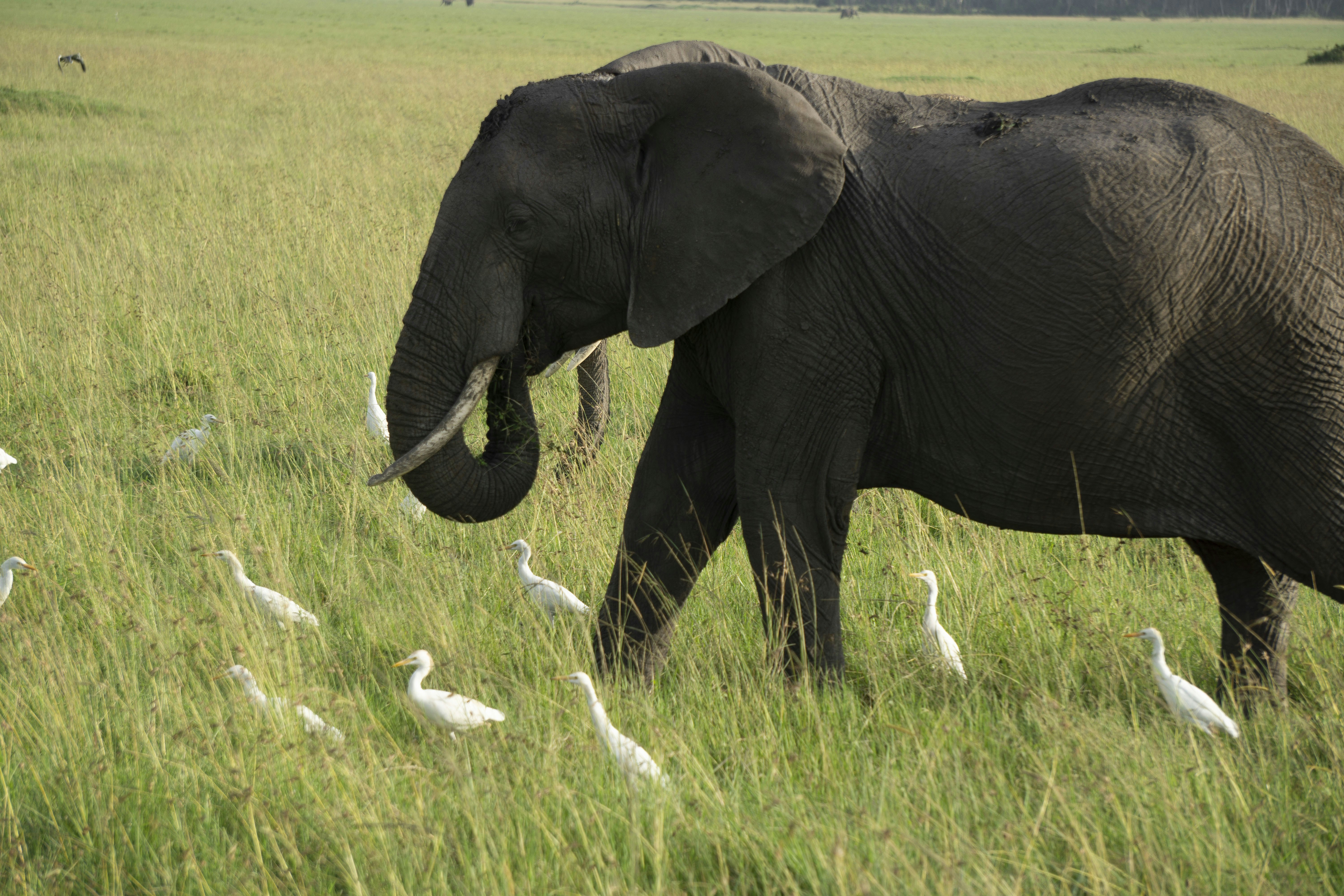 Herald of the Tall Grass: An Elephant Among White Egrets