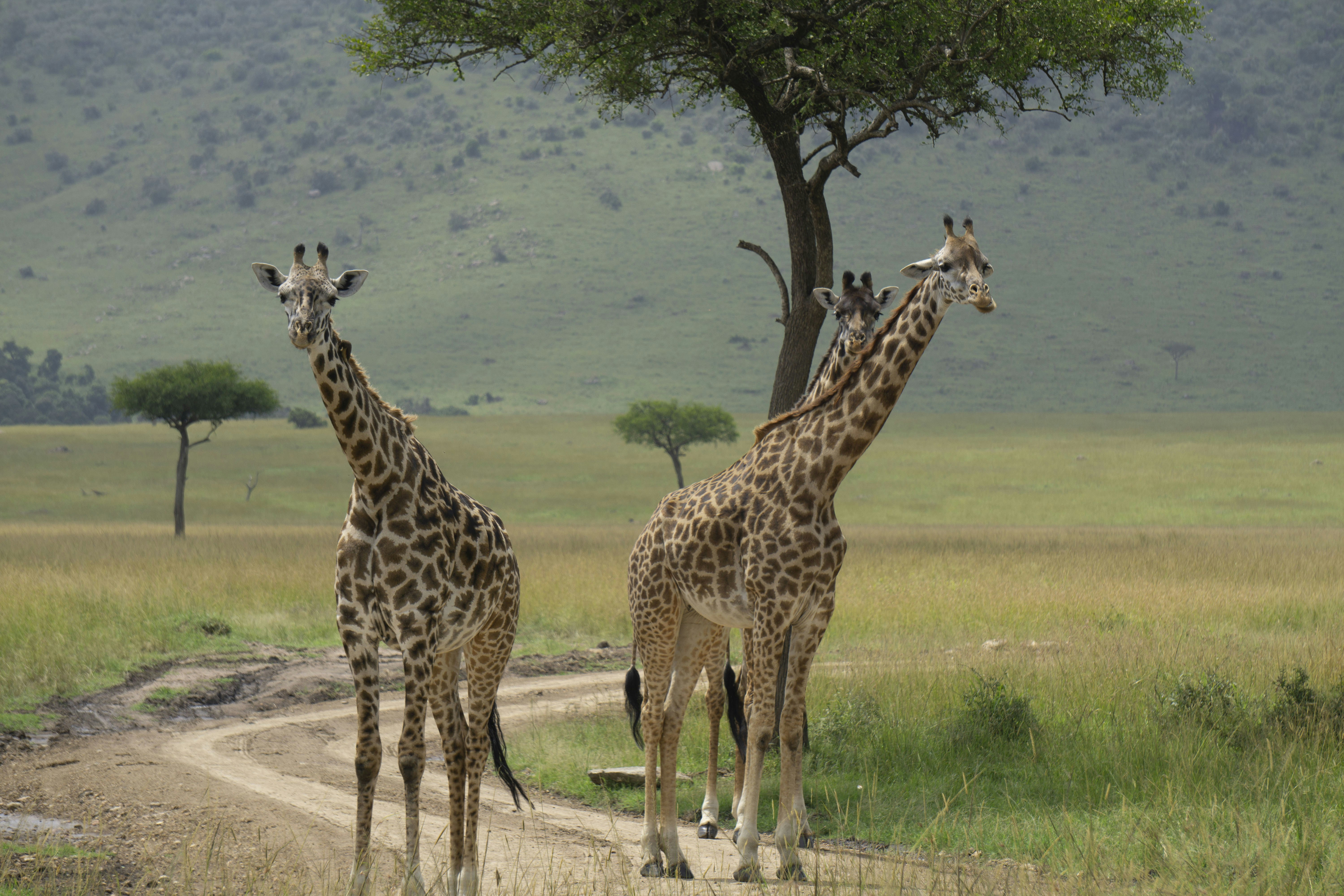 a couple of giraffe standing on a dirt roadJulie Wolpers