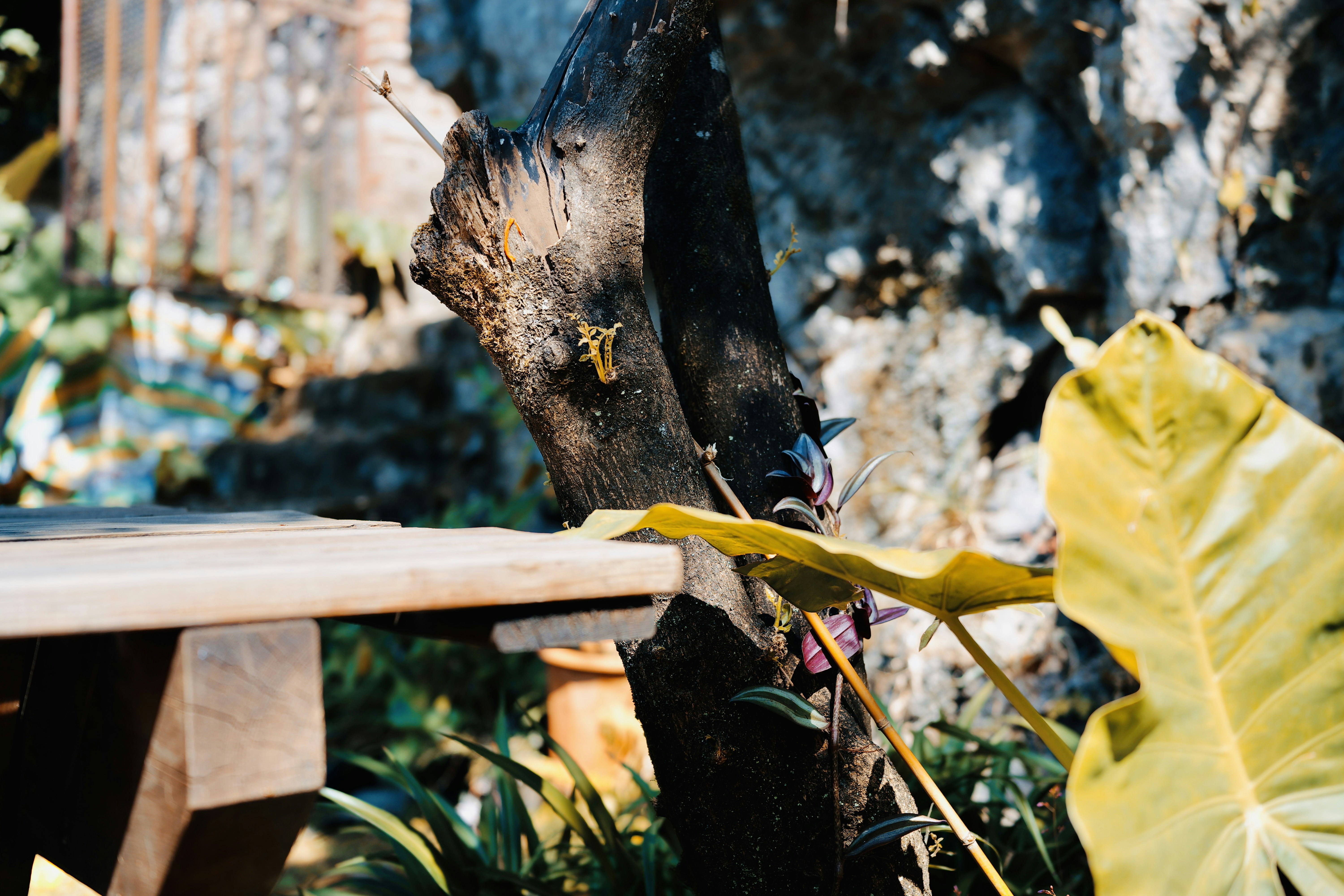 Sun-dappled wooden table beside a tree trunk with large yellow leaves in a garden setting.