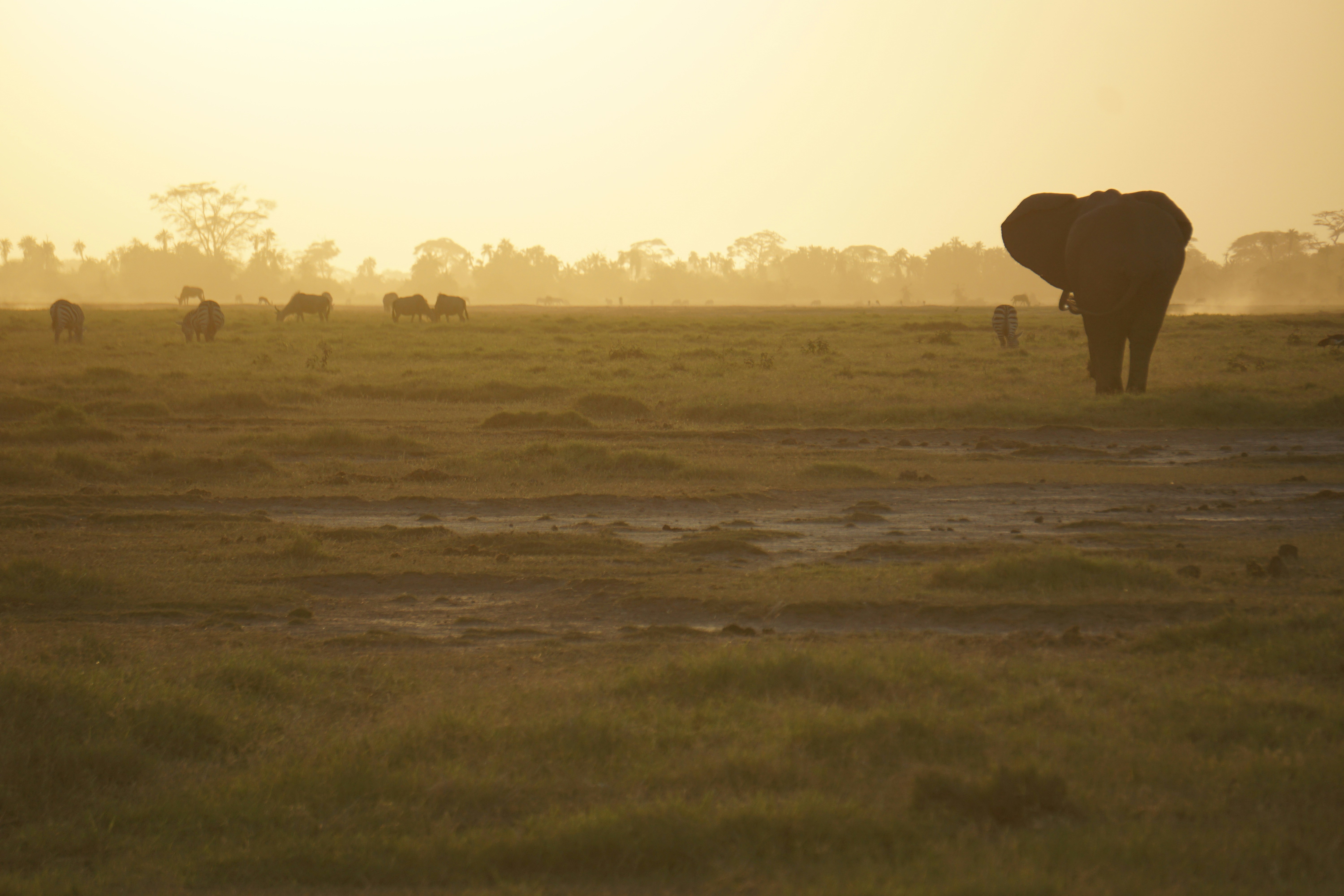 Golden Serengeti Gaze: An Elephant Against the Dusk