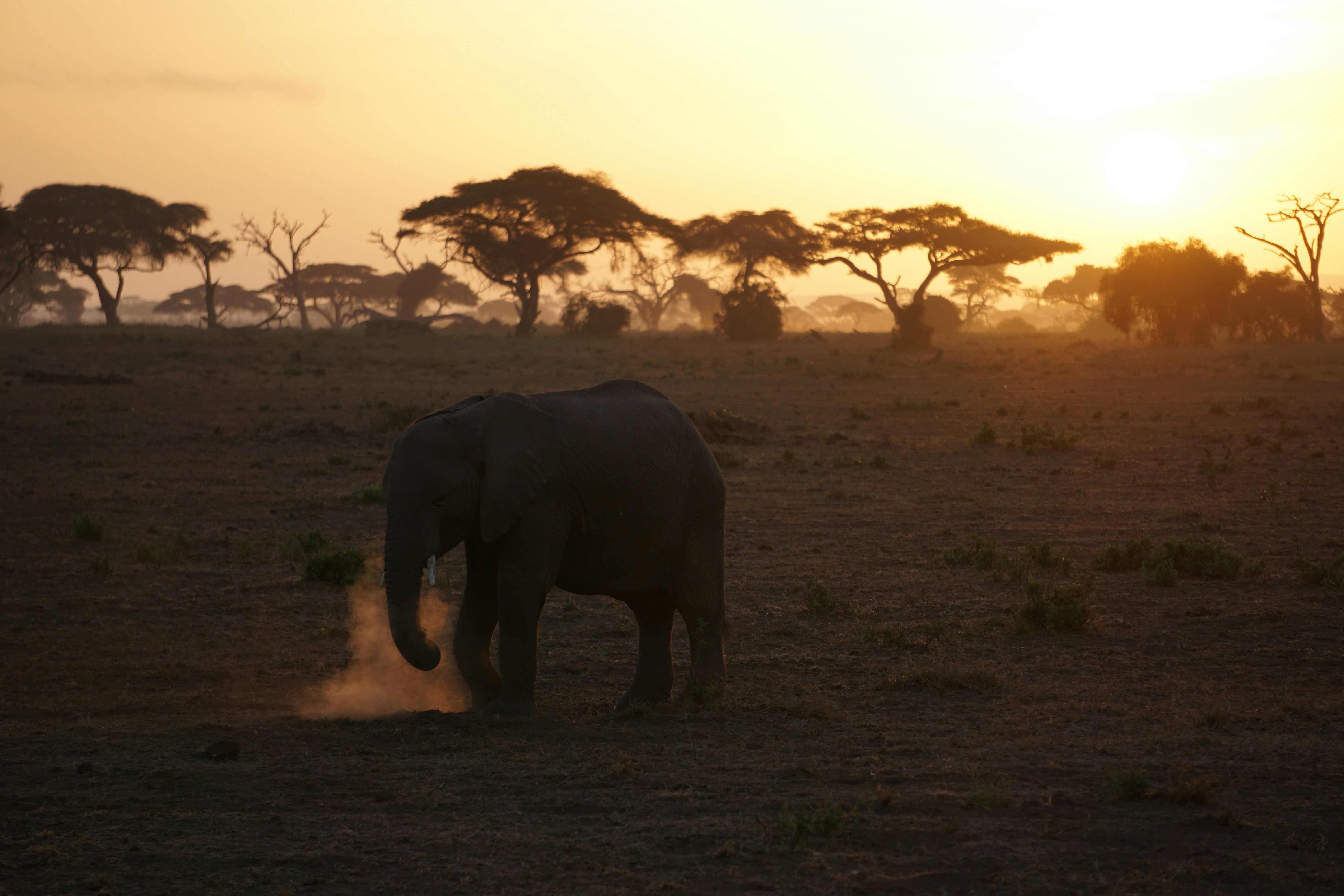 Dusk and Dust: An Elephant Moves Through the Savannah's Golden Quiet