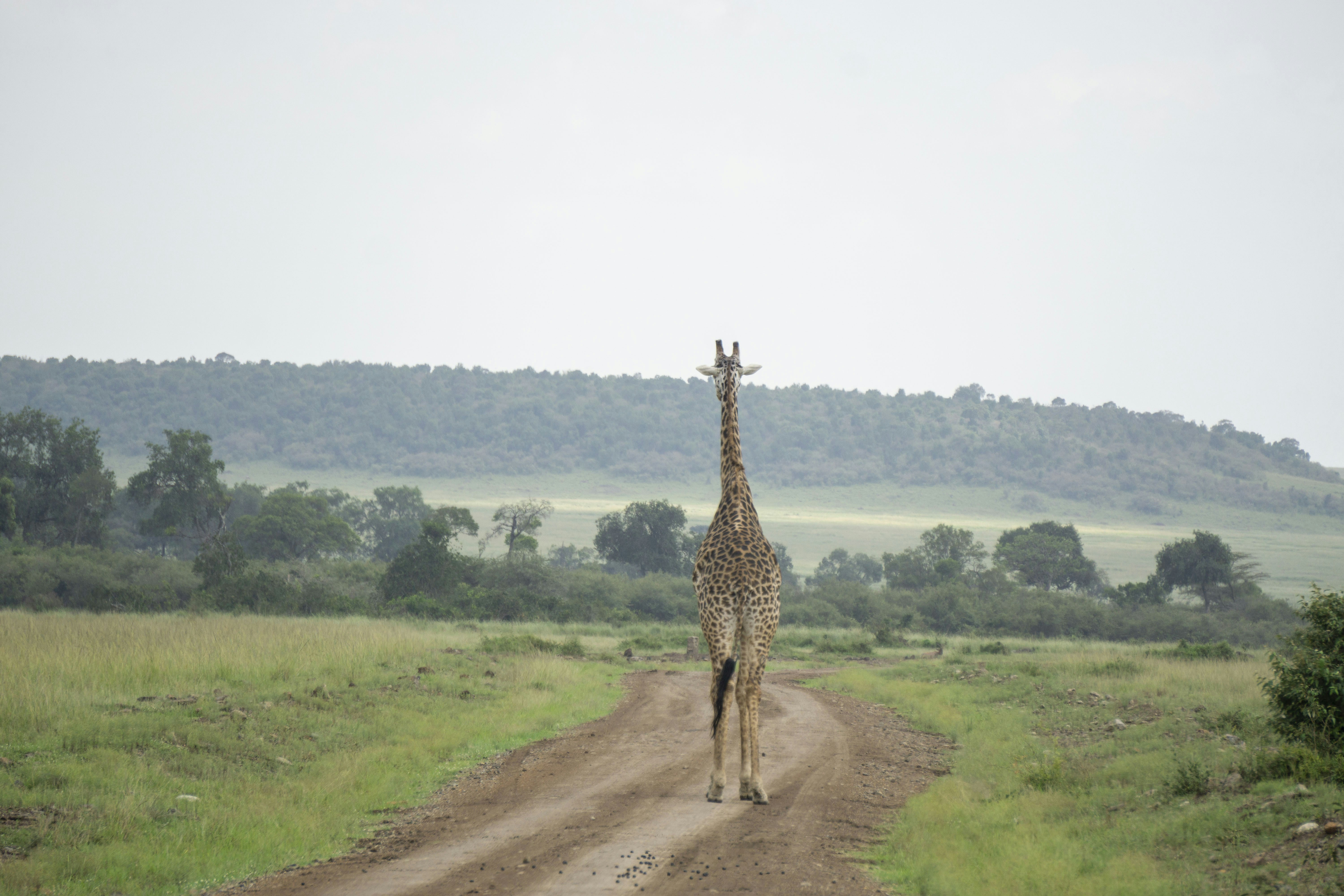 Giraffe on a Dusty Savannah Road, Framed by Distant Hills