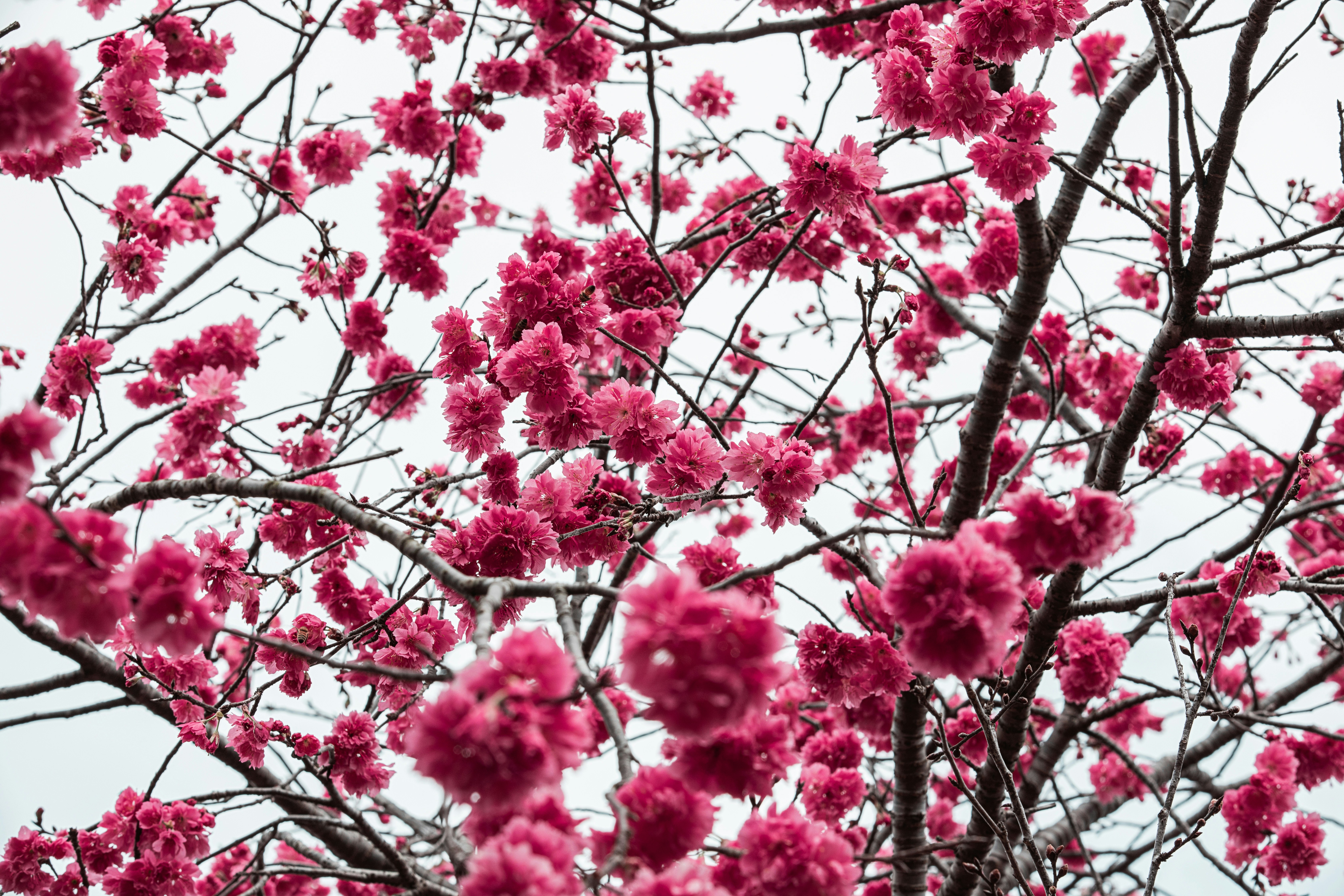 Dark Pink Cherry Blossom Tree Verified Quality | www.pinnaxis.com