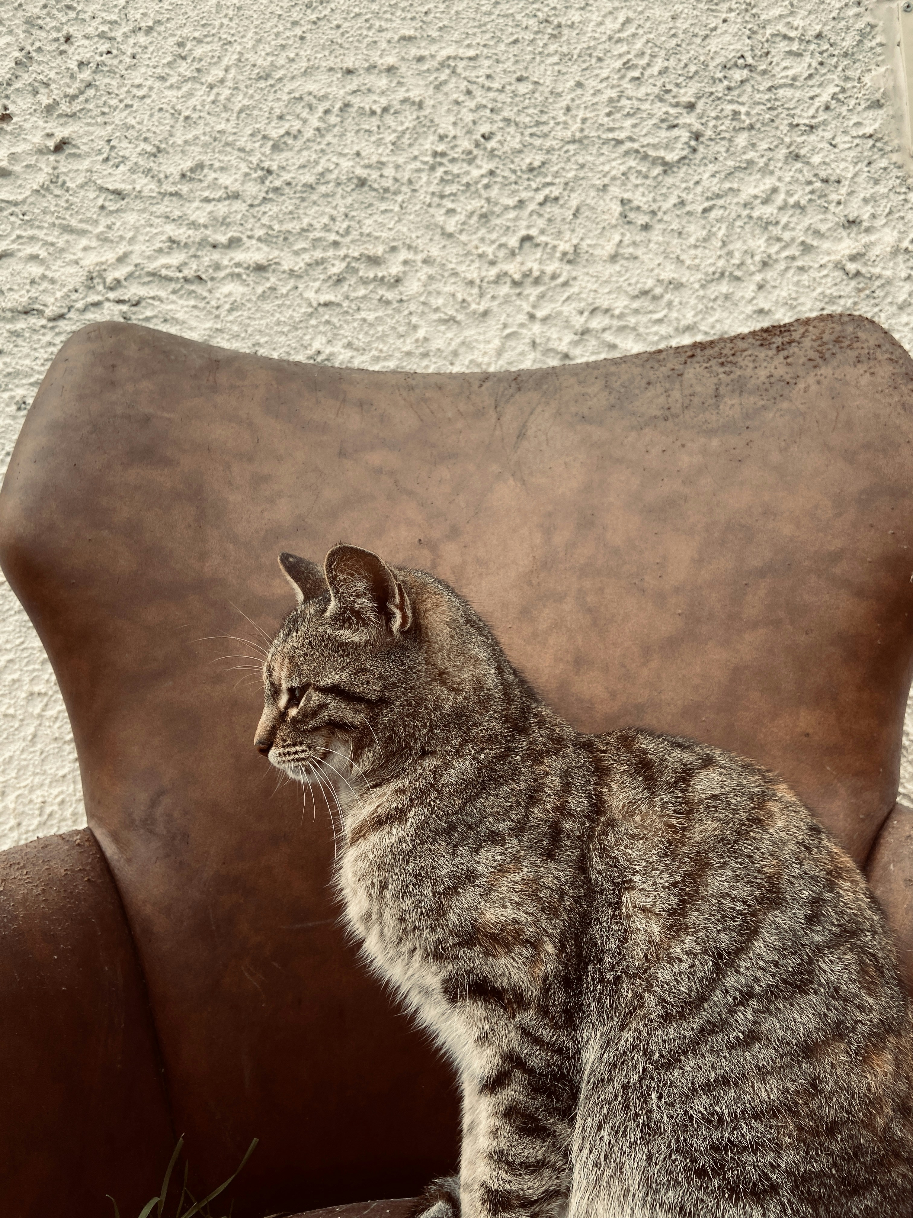 Cat poser