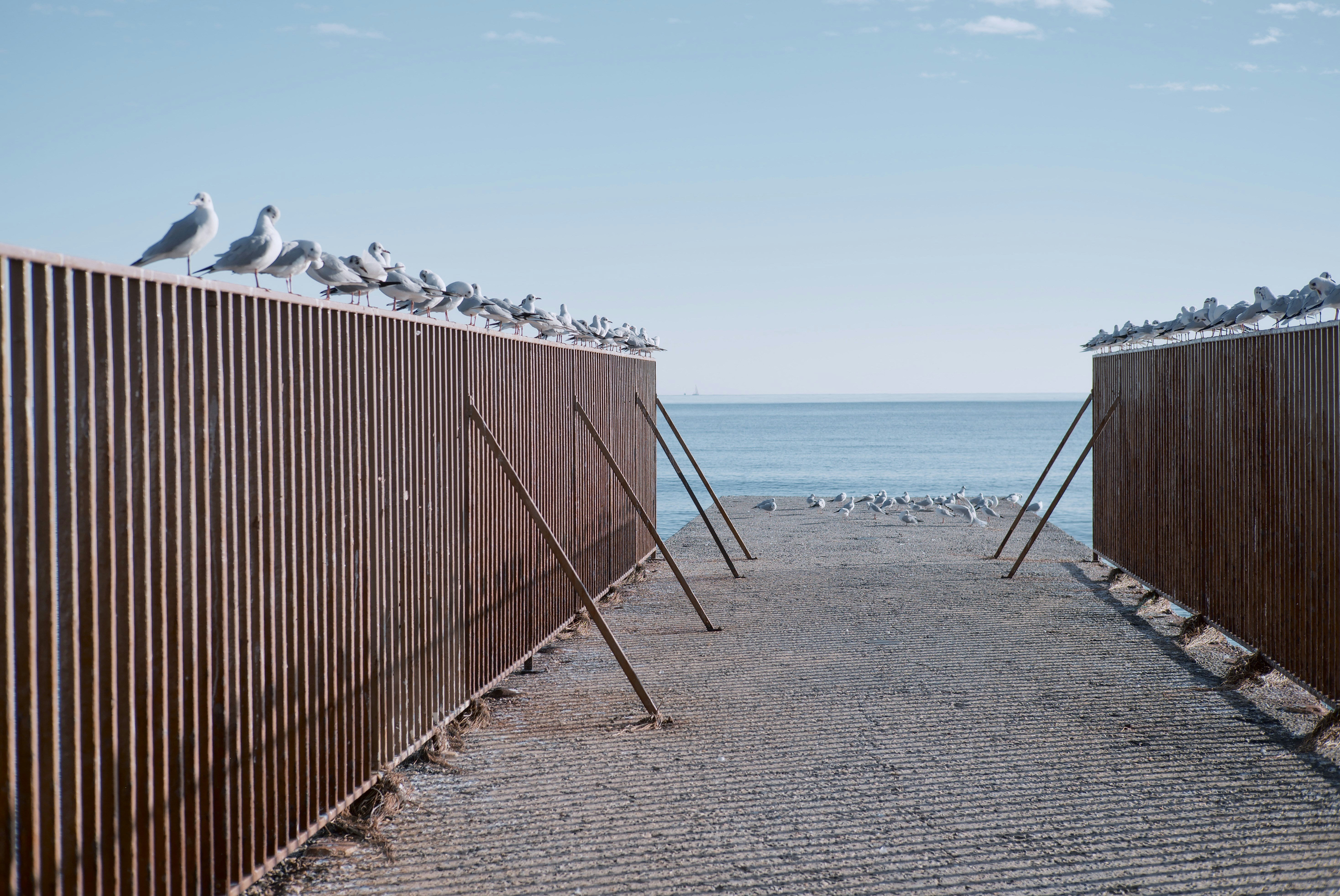 A pathway flanked by rusted metal fencing leads to a tranquil sea, adorned with seagulls perched above, creating a serene coastal scene.