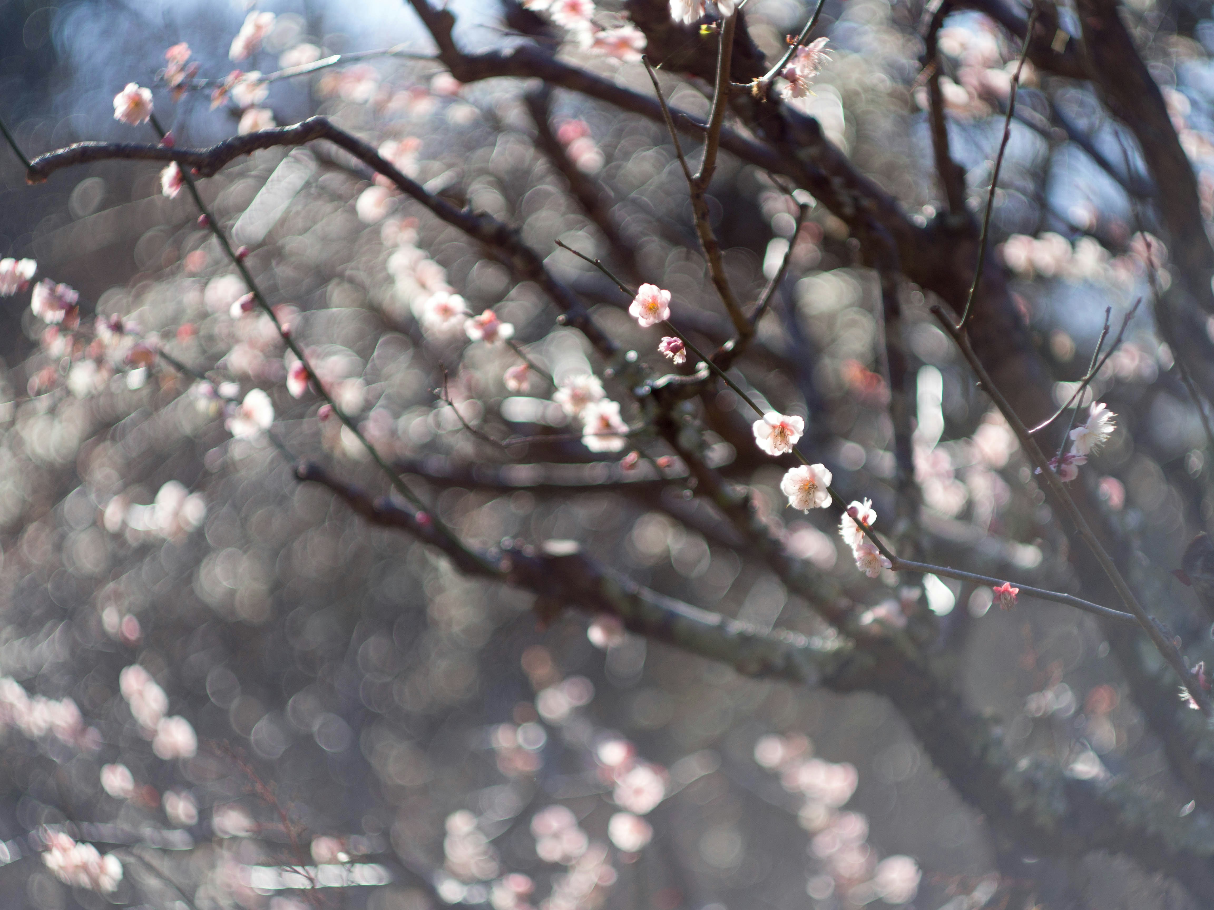 Delicate pink blossoms dotting a tree branch, softly illuminated by sunlight, creating a dreamy atmosphere.