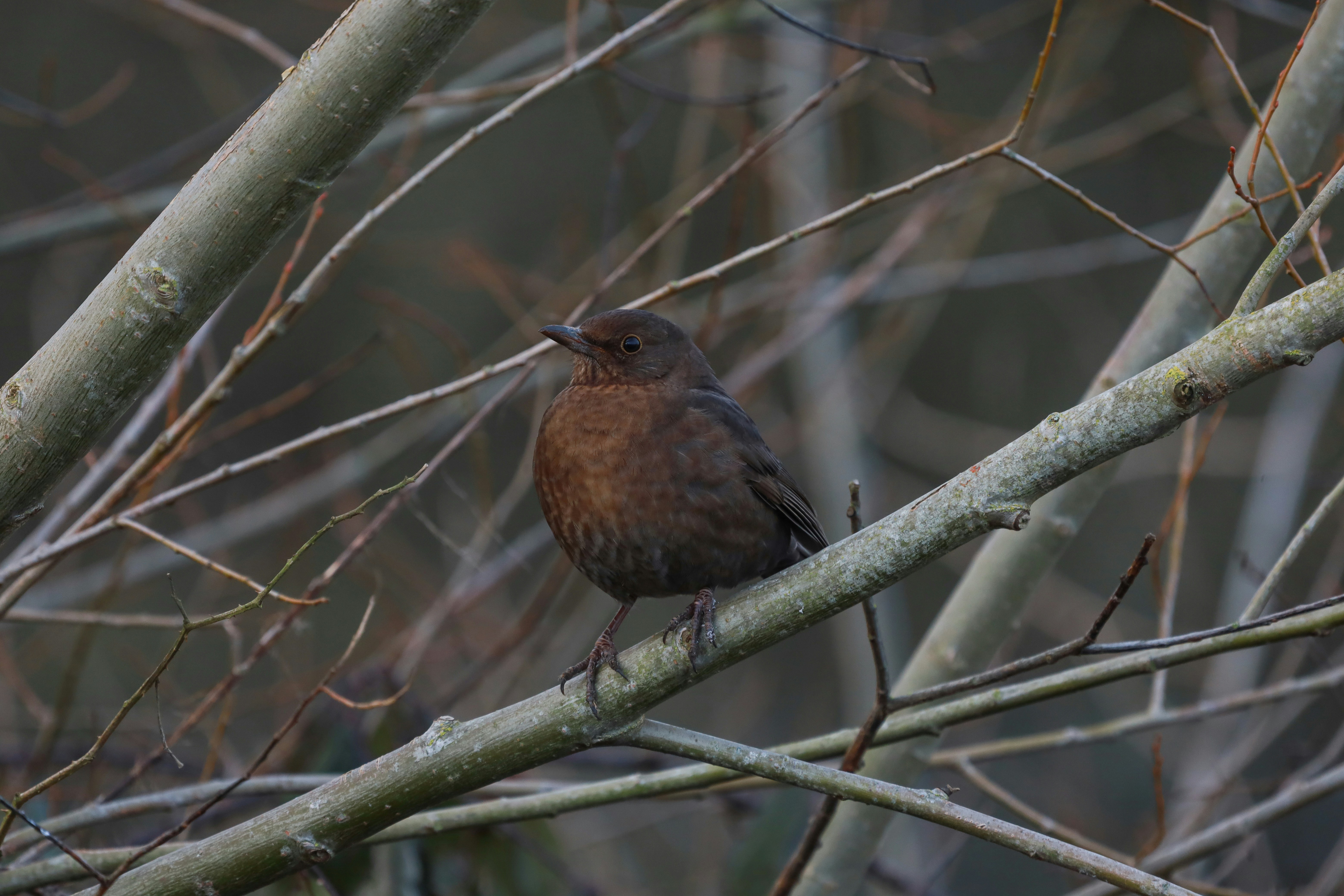 Winter Wardens on a Tangle: A brown thrush perched amid bare branches