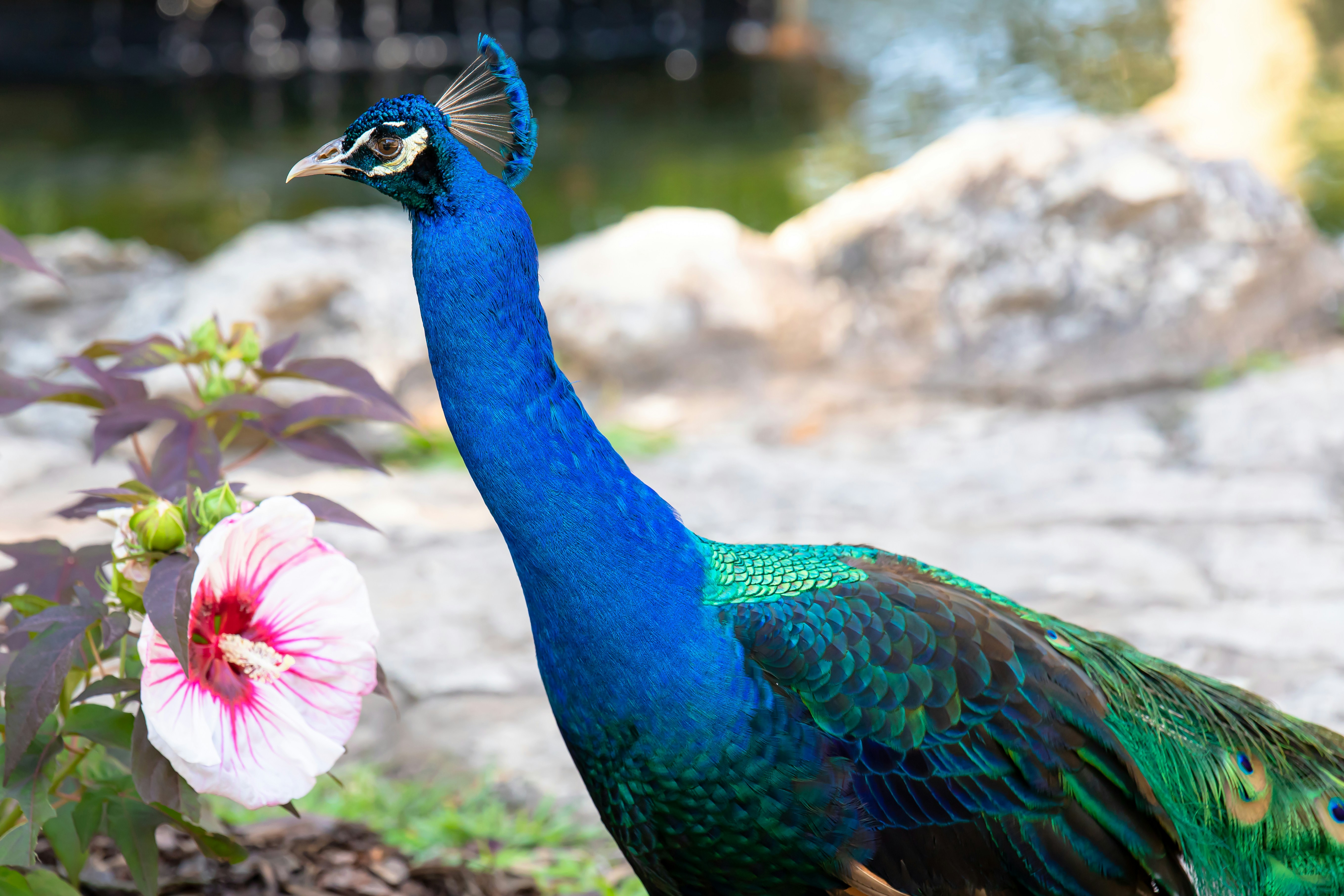 Royal Spotlight: A Peafowl's Azure Tell