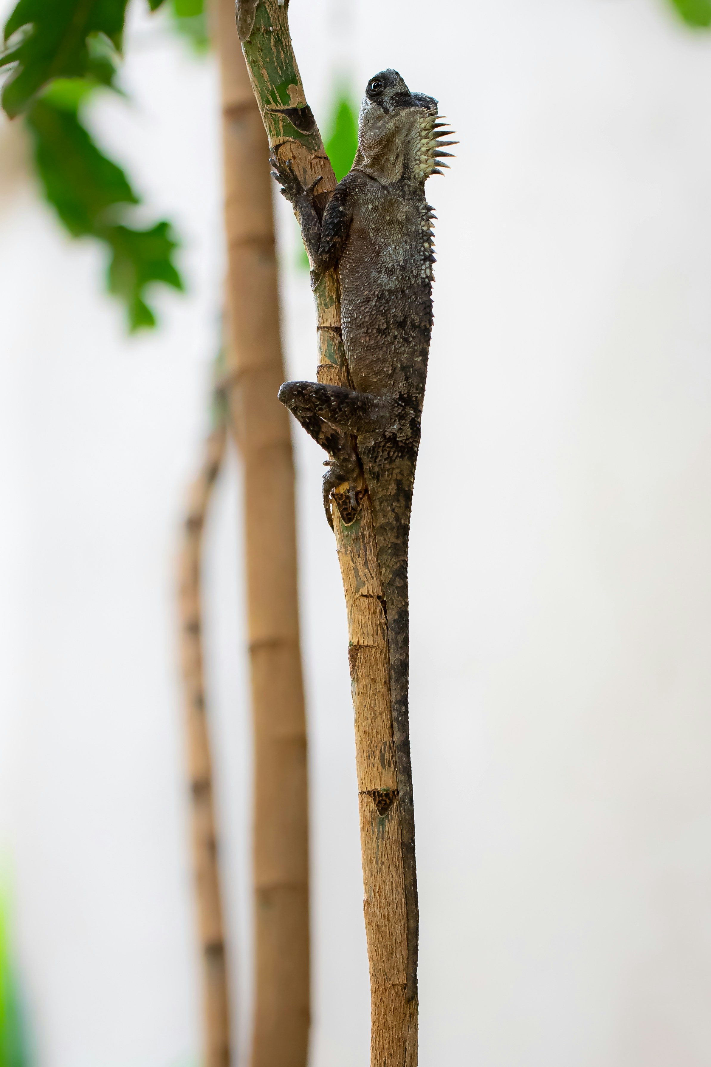 gray and brown lizard on brown tree branch