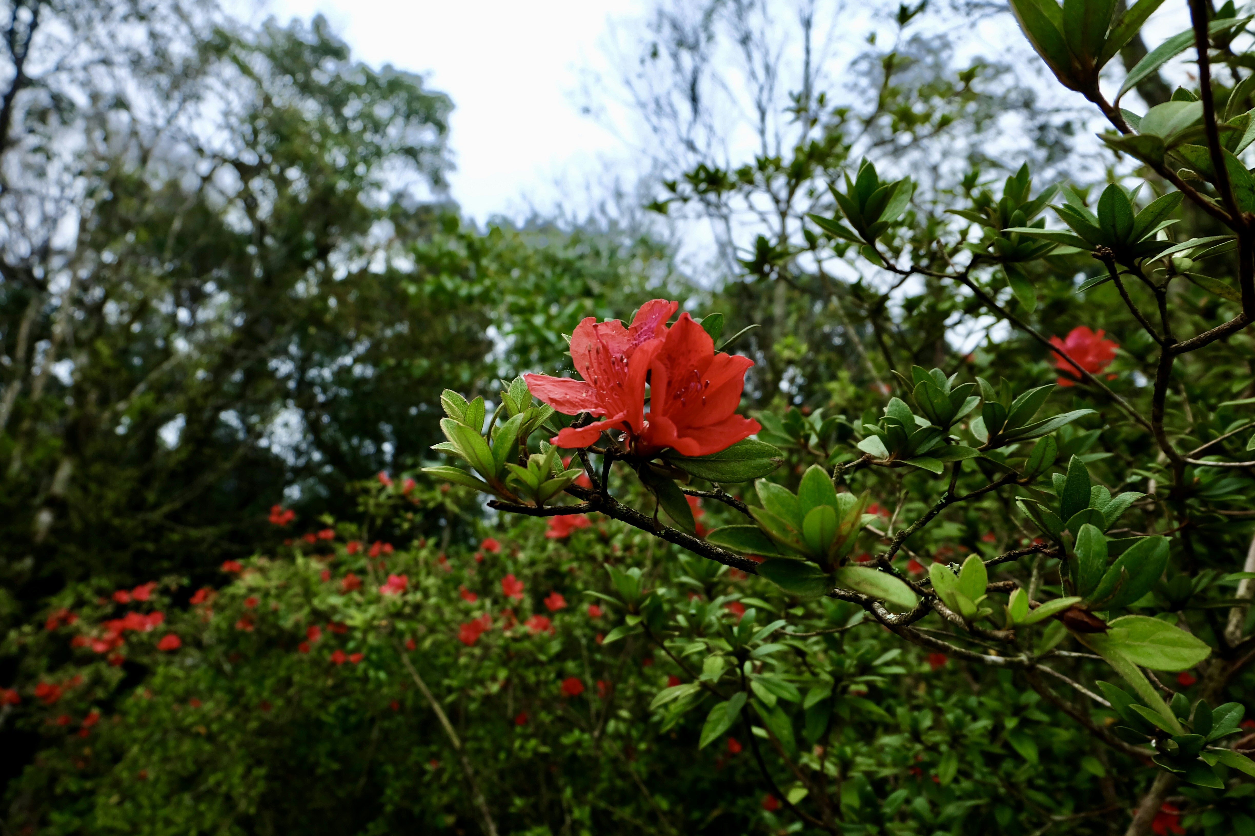 Vibrant red flowers bloom against a backdrop of lush green foliage and tall trees.