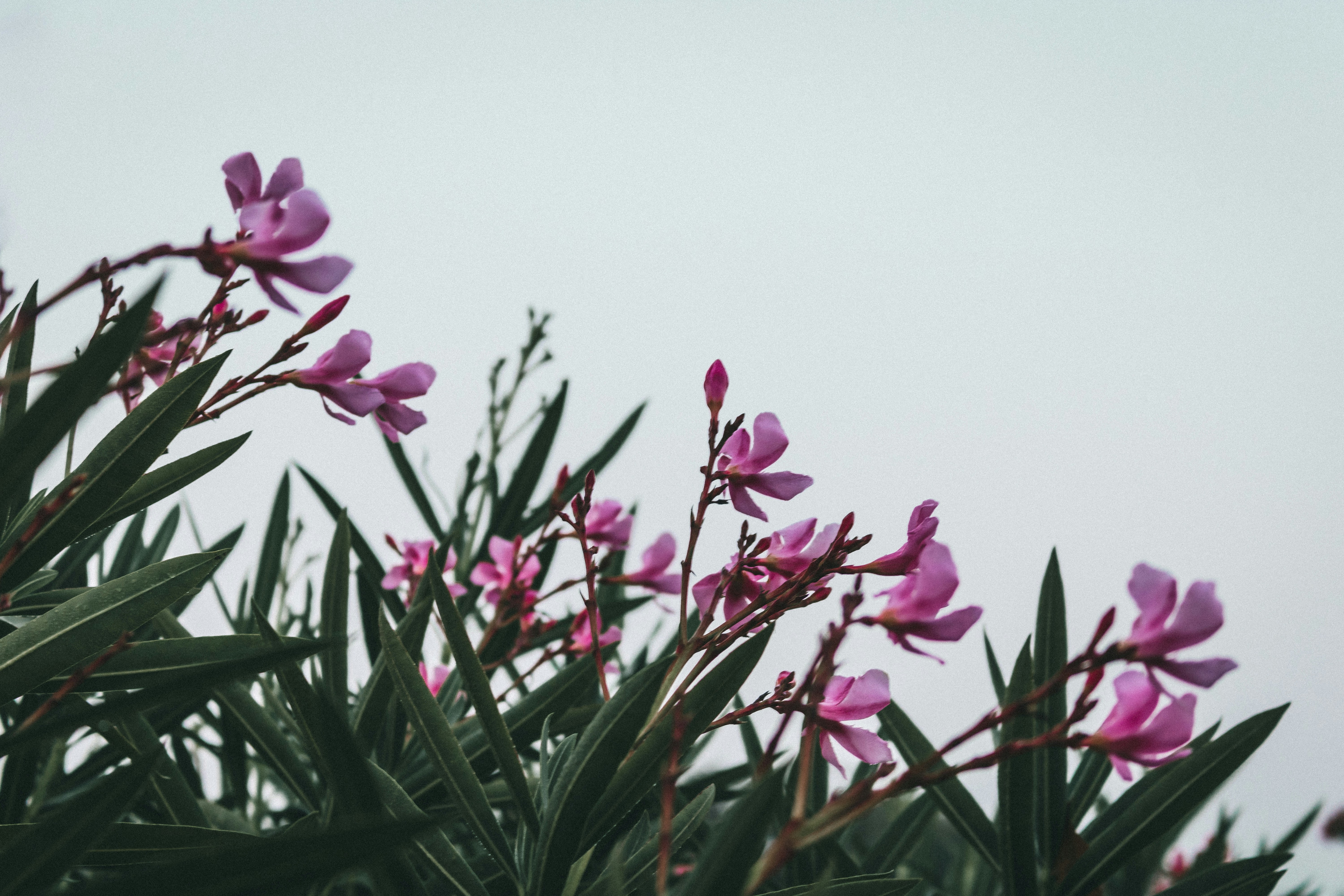 Delicate pink flowers rise above lush green foliage against a soft, muted sky.