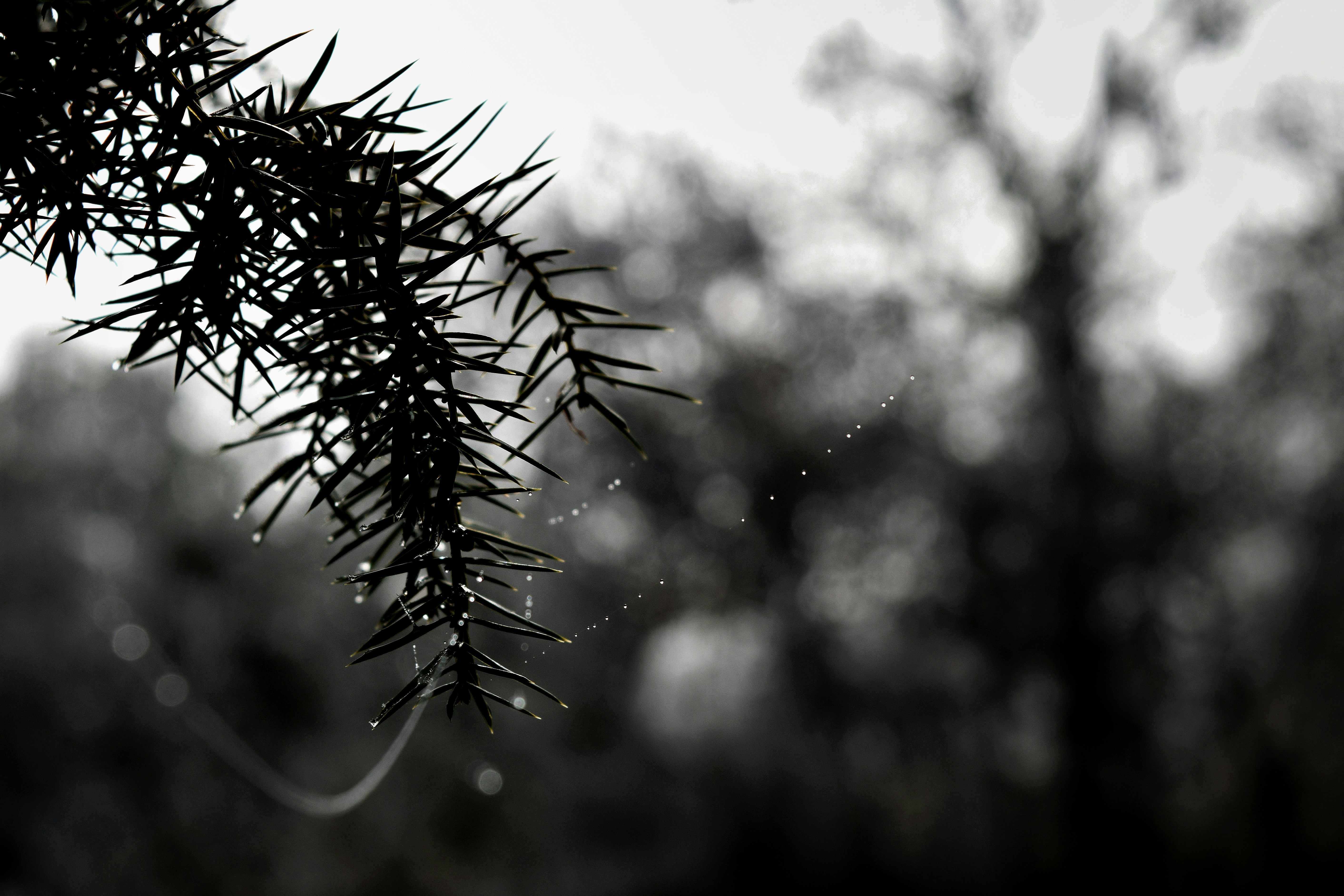 Mystical Morning Web