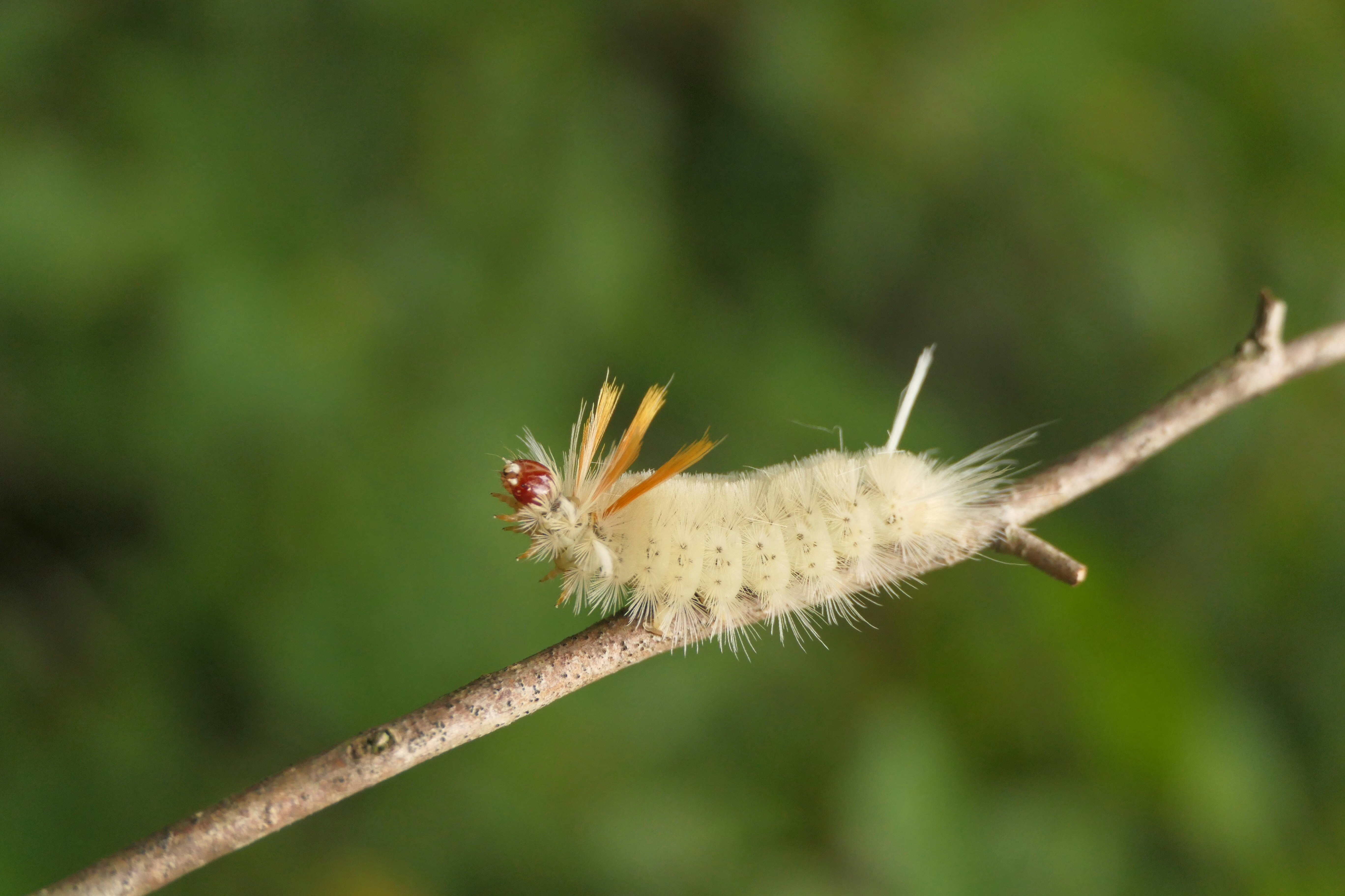 A strikingly detailed caterpillar perched on a slender twig, showcasing its unique colors and textures against a blurred green backdrop.