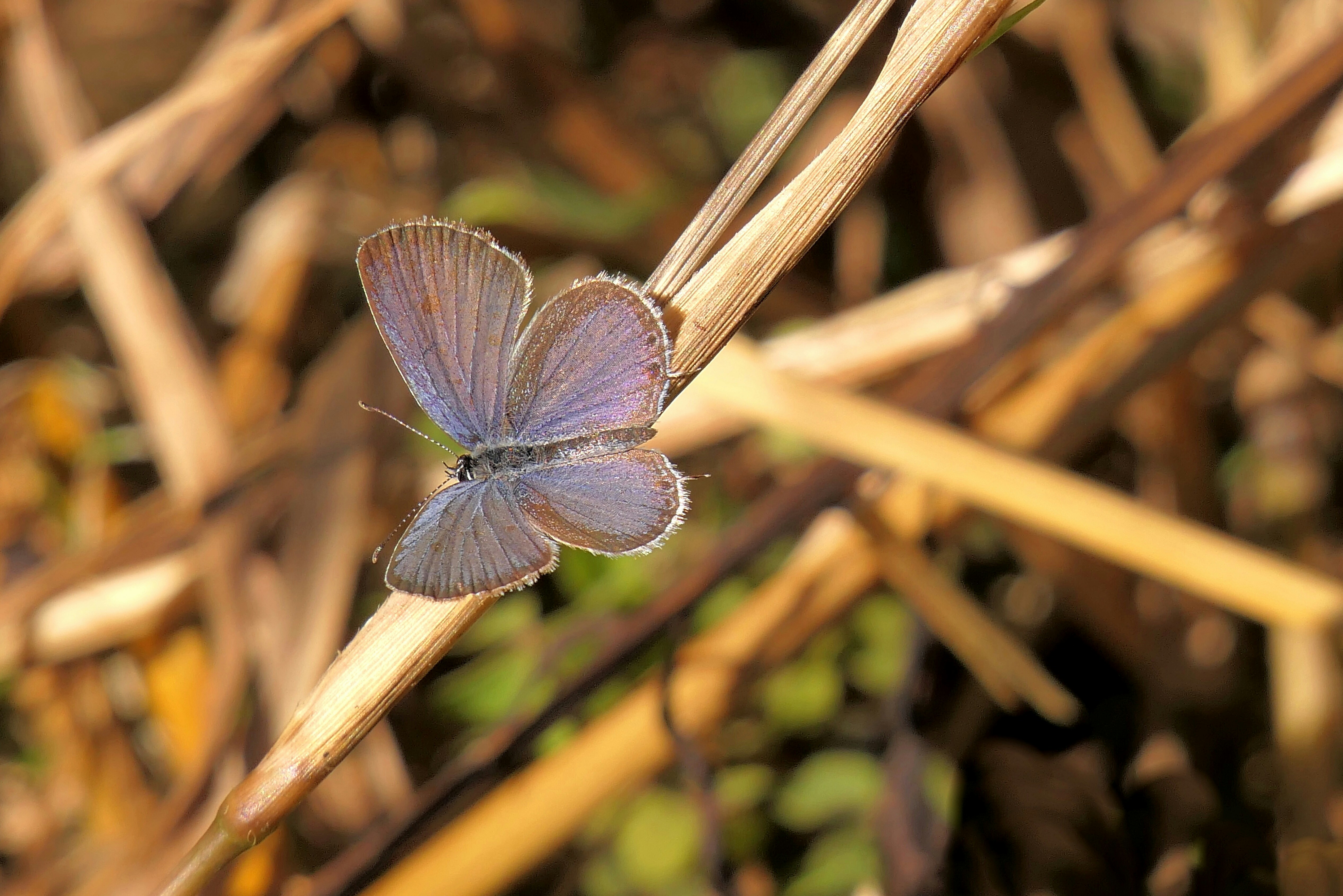 Delicate lilac butterfly
