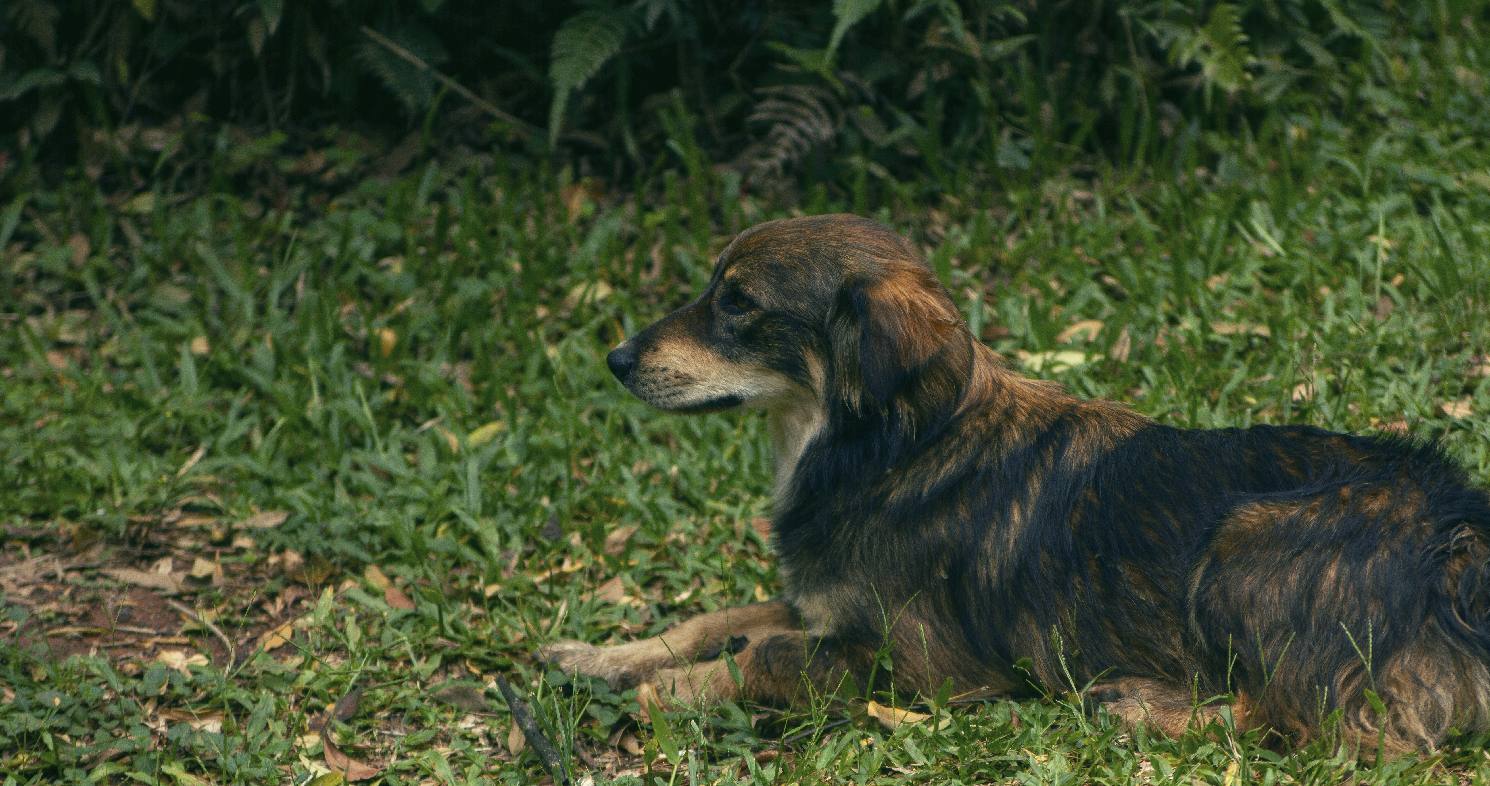 brown and black short coated medium sized dog lying on green grass during daytime
