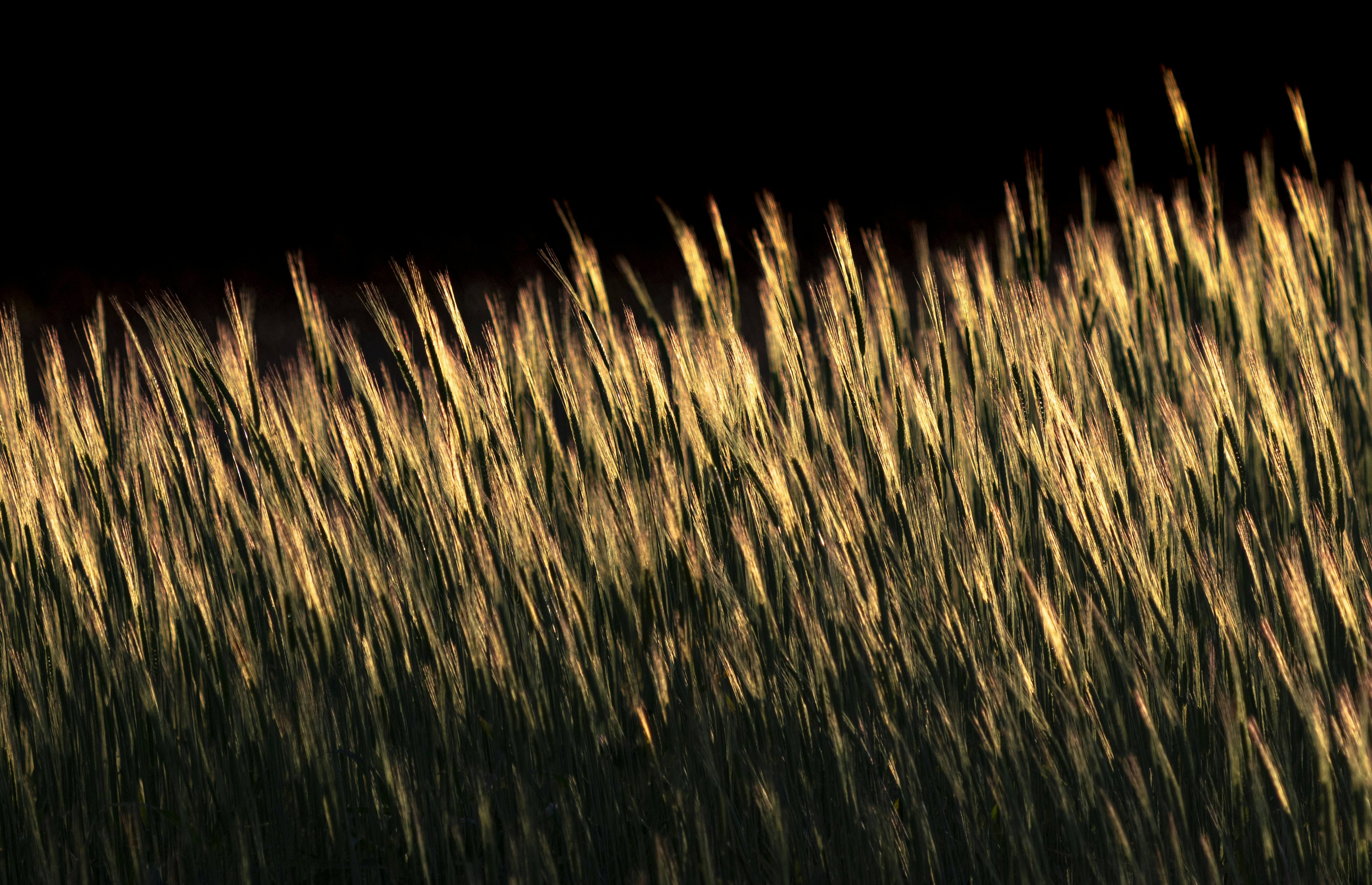 Golden blades of grass sway gently against a dark backdrop, capturing the essence of twilight's embrace.