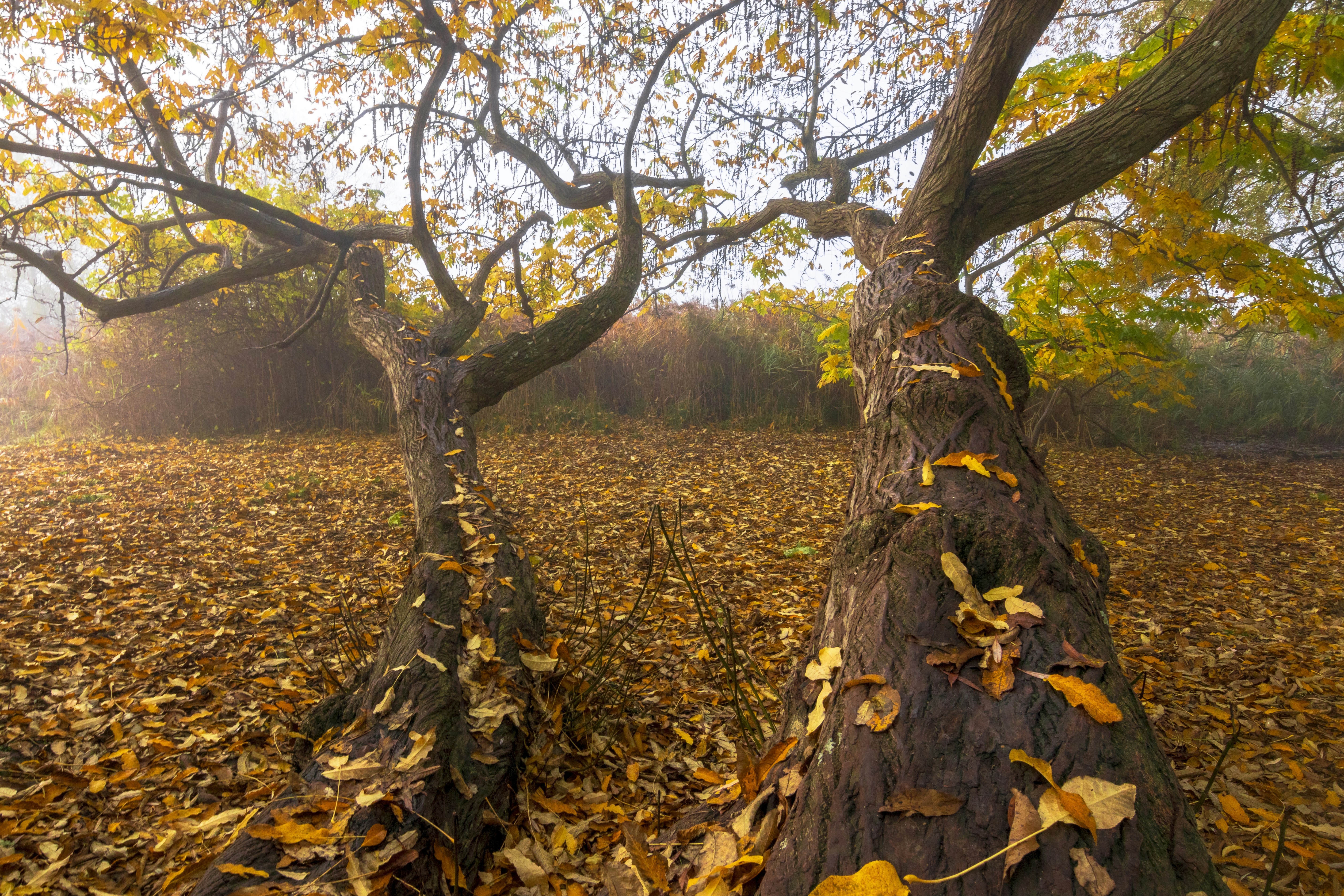 Brown tree trunk on brown grass field during daytime photo – Free Plant ...