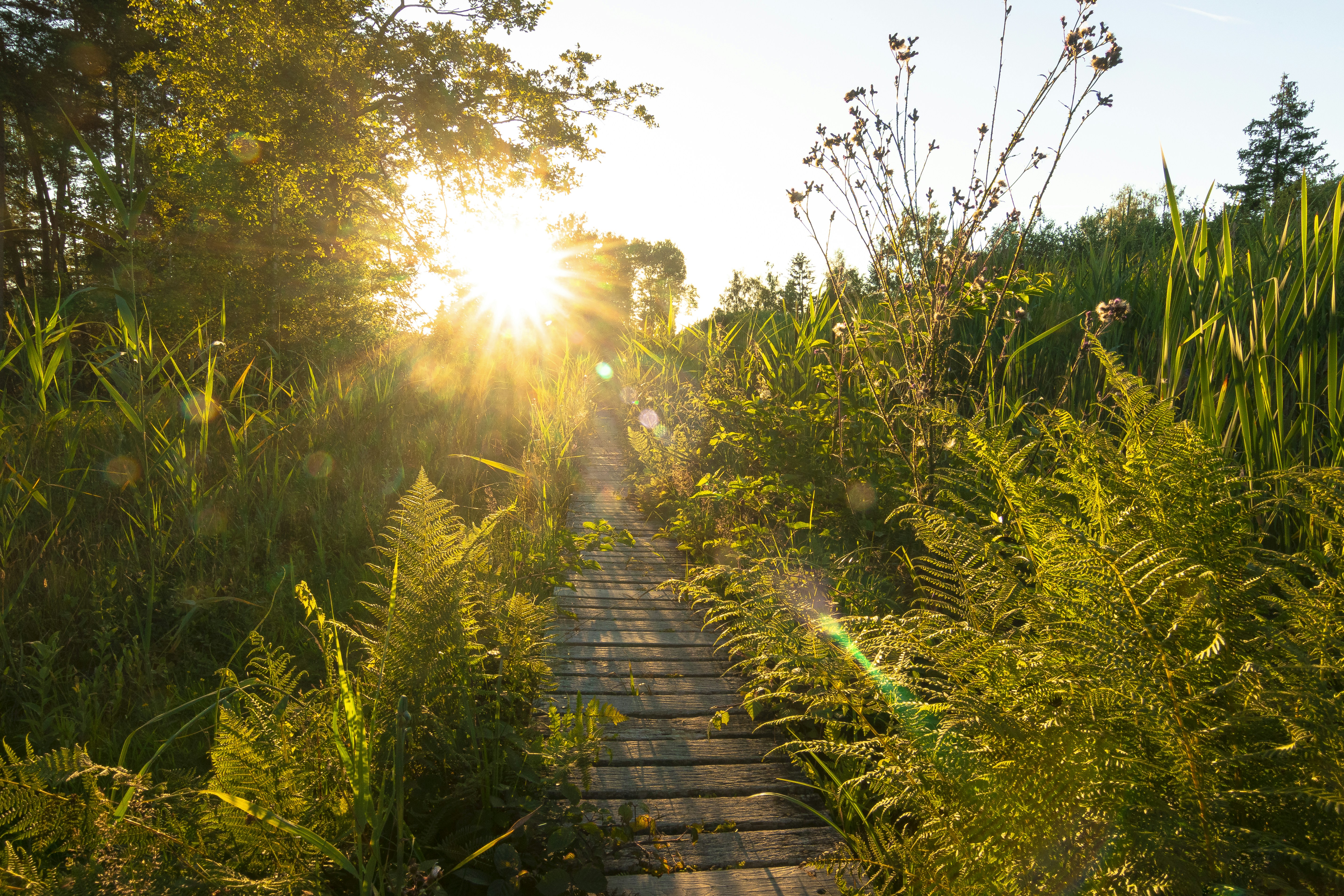 Wooden pathway surrounded by lush ferns and wildflowers, illuminated by the warm glow of the setting sun.