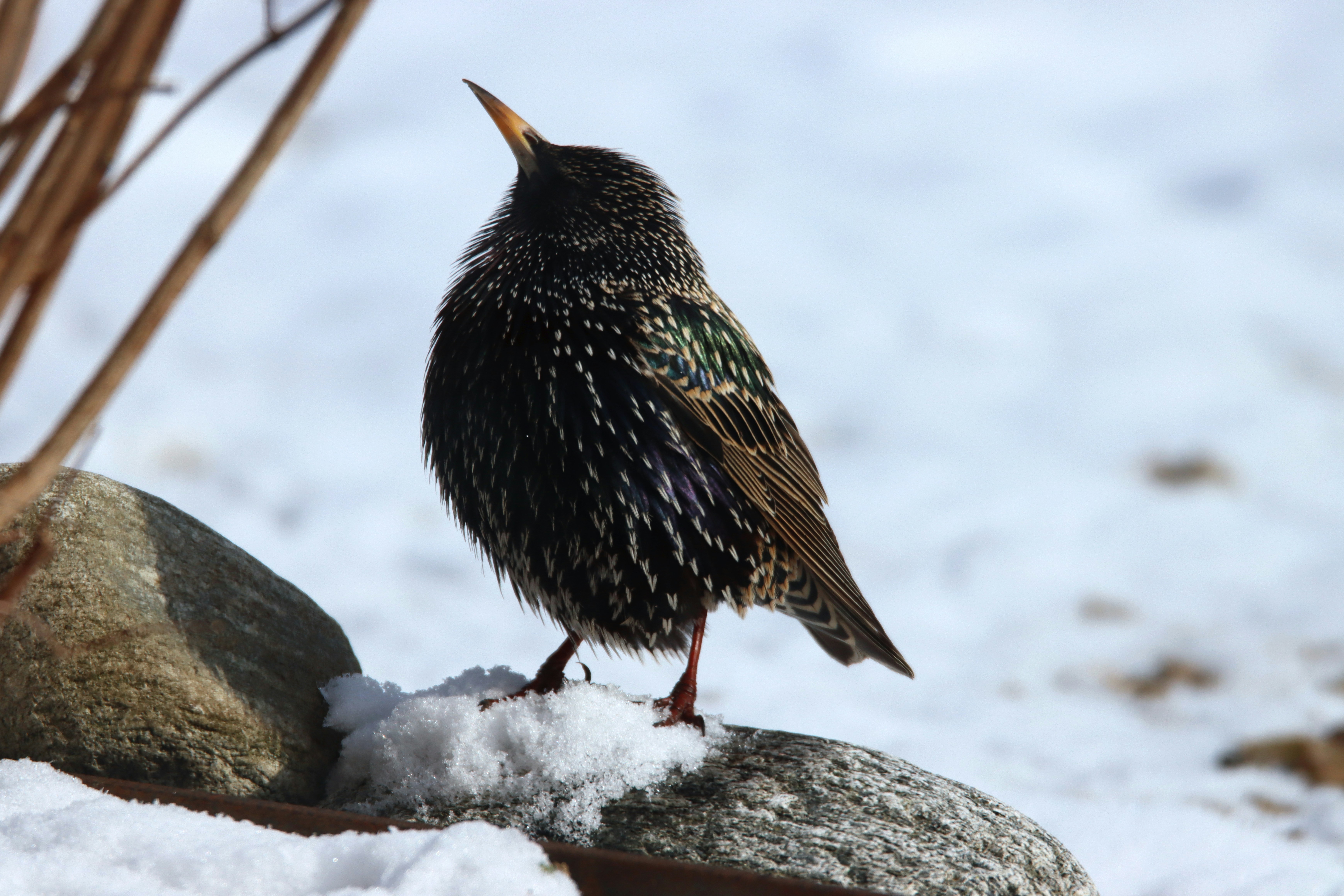 Iridescent Starling Perches on Snow-Capped Rock