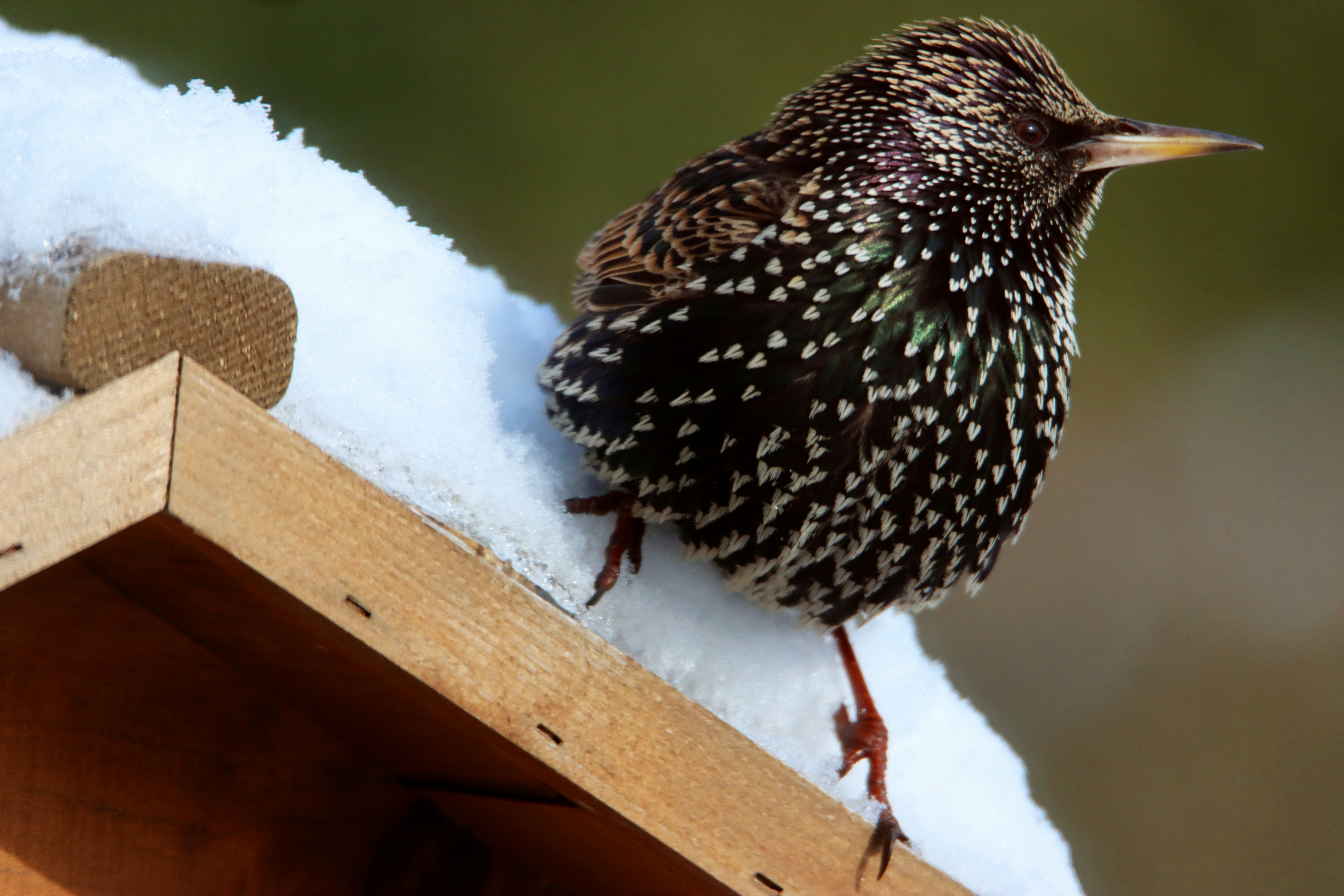 Icy Crest: A Speckled Starling Perches on a Snow-Topped Roof