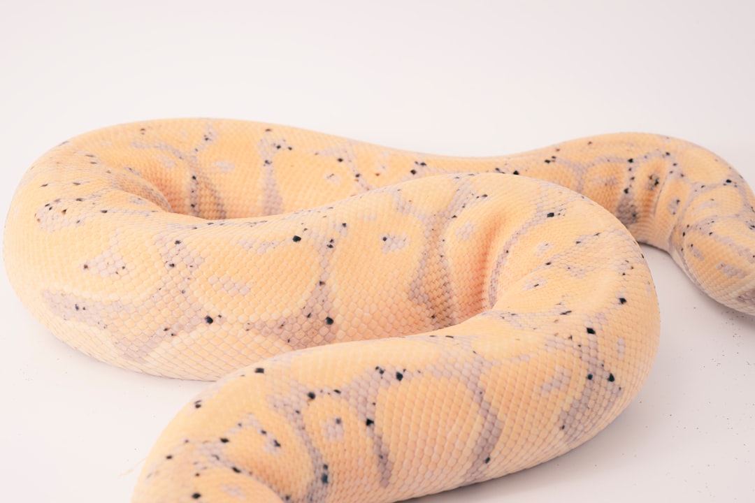 Master Python: Essential Error Handling & Debugging - Dive Master Python: Essential Error Handling & Debugging - Dive