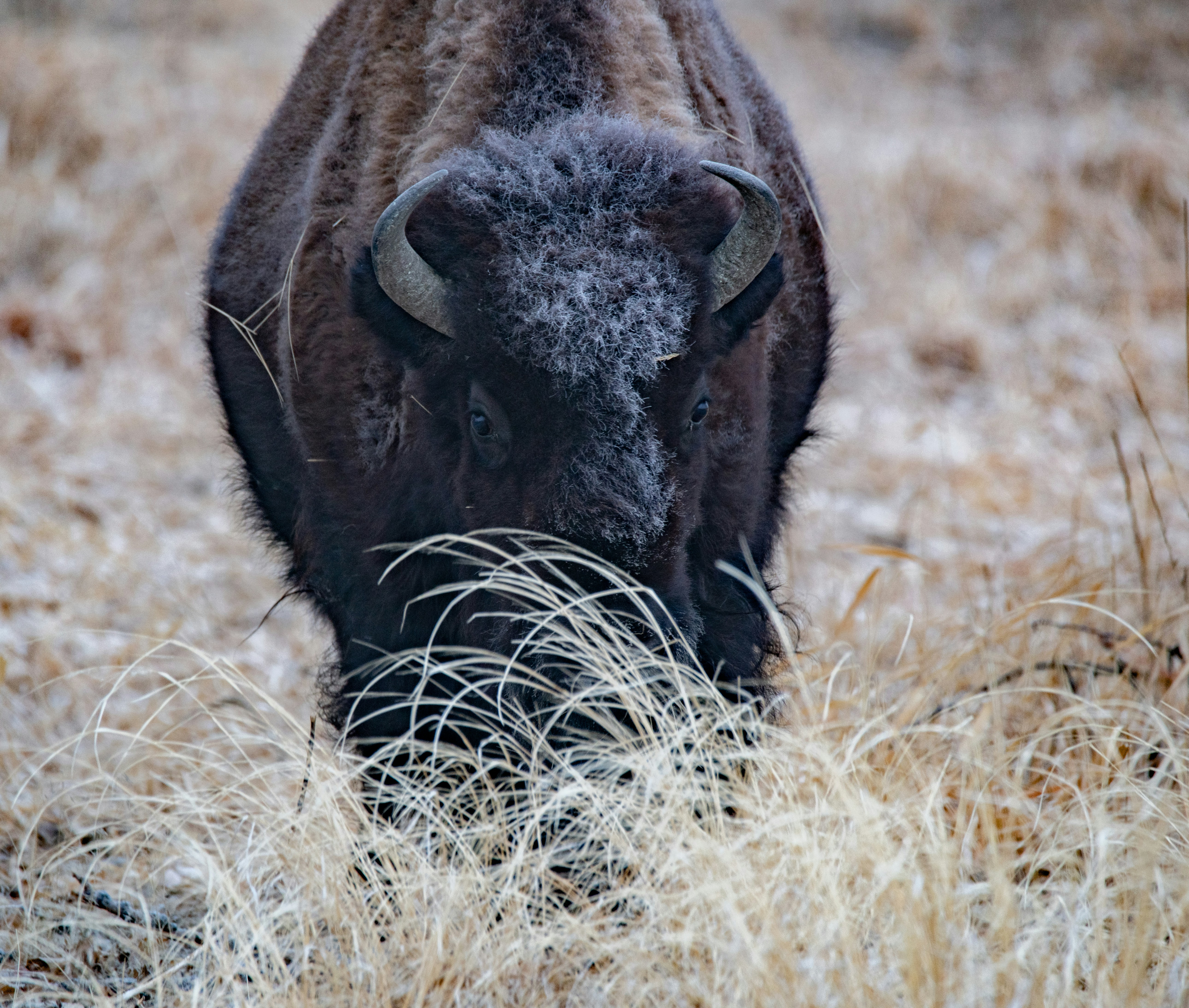 brown bison on brown grass field during daytime