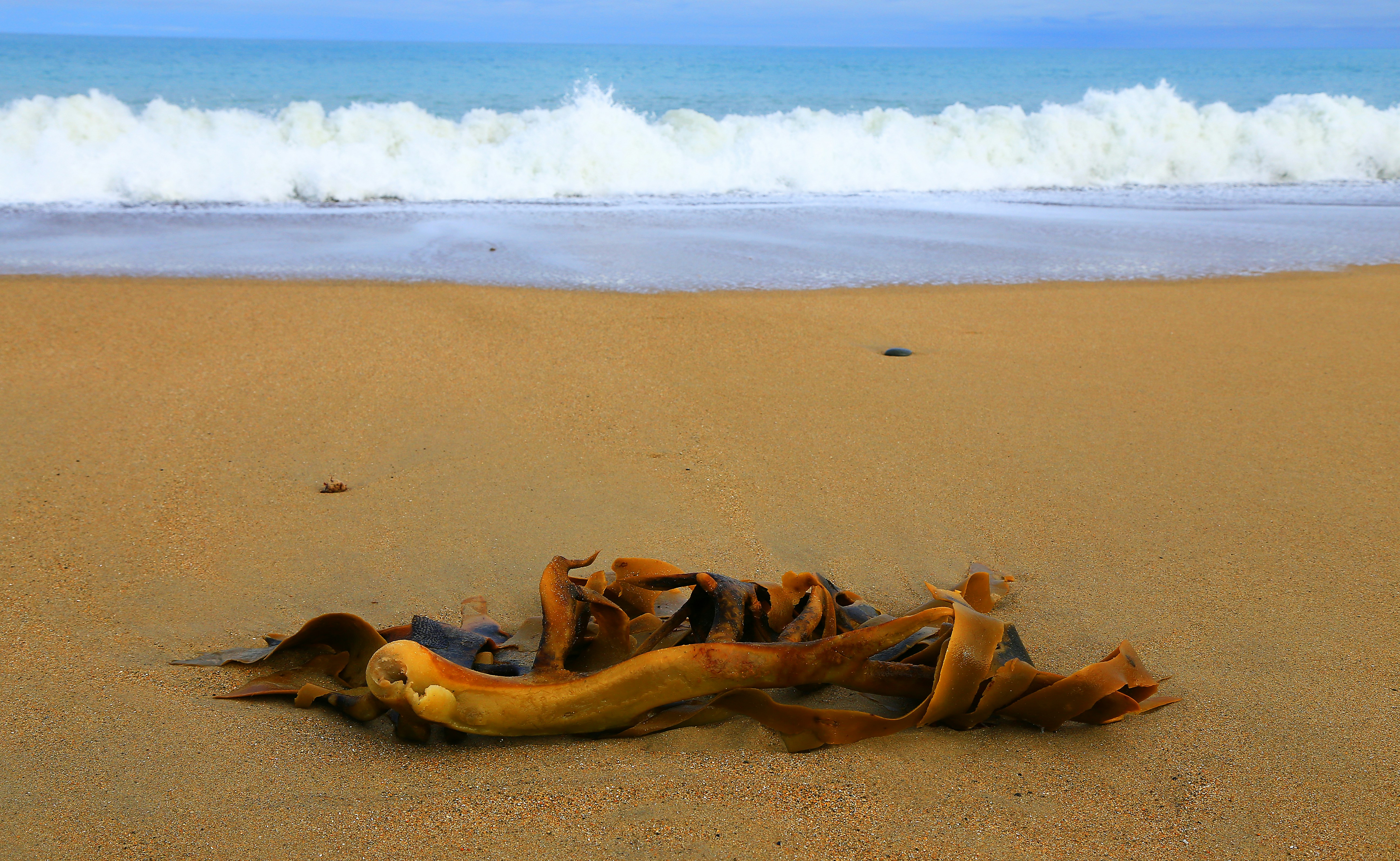 Tide-Washed Kelp on Sunlit Sand: Textures in the Quiet Shore