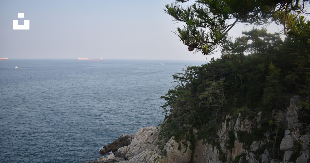 낮 동안 바위 해안에 녹색 나무 사진 Unsplash의 무료 거제 이미지