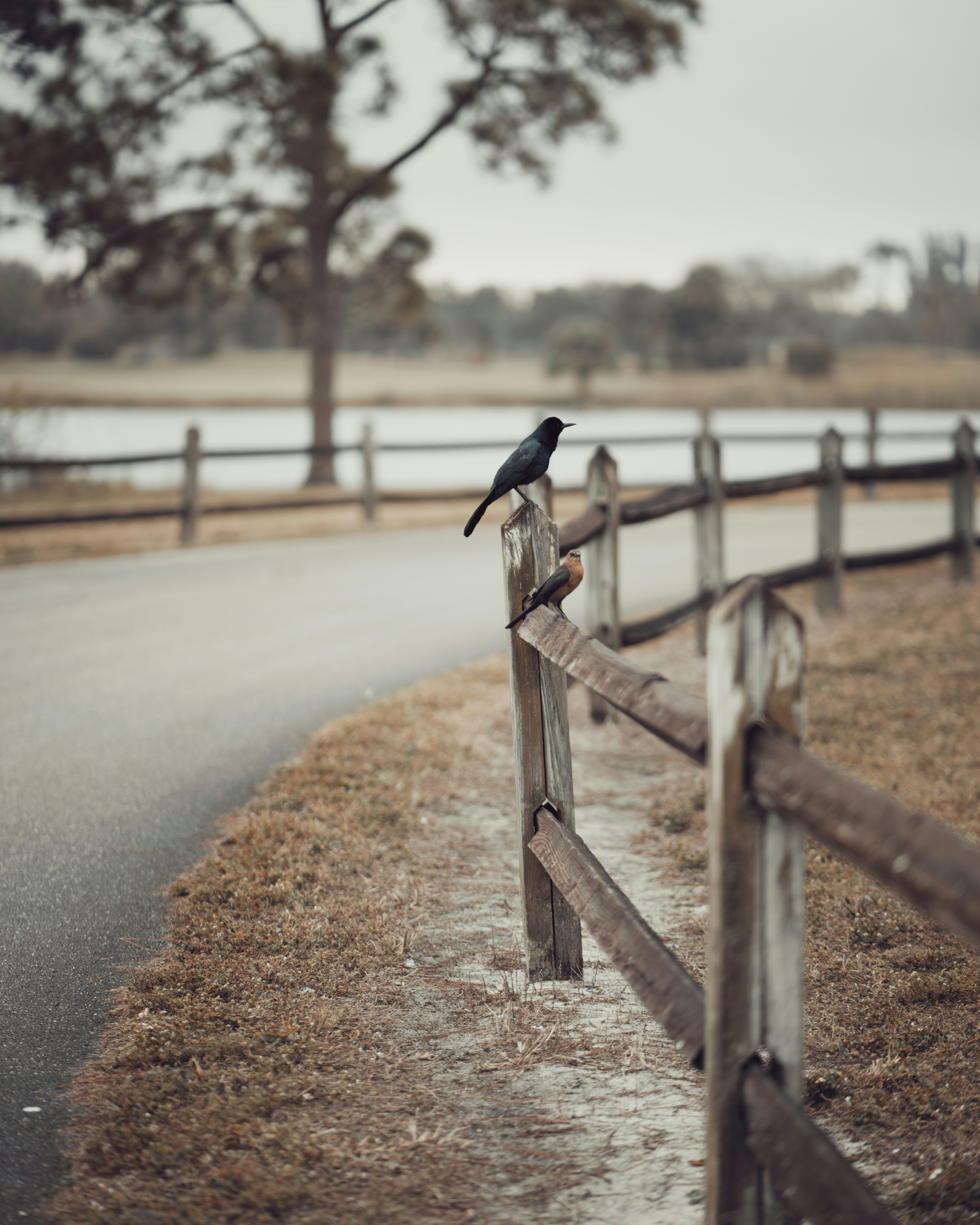 Crow Sentinel on a Weathered Fence by a Quiet Road