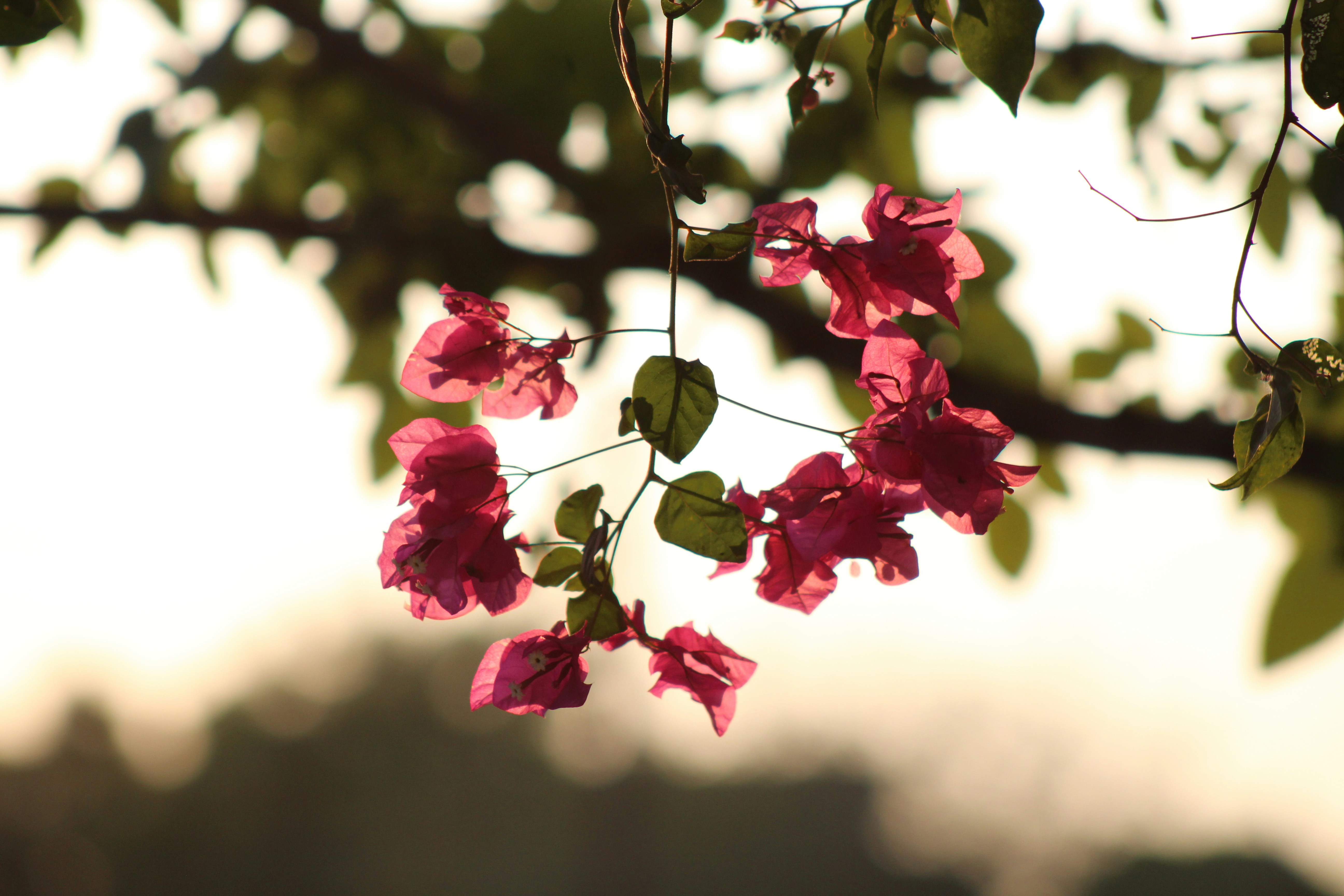 Bougainvillea blossoms hanging against a softly blurred background in warm, golden light.