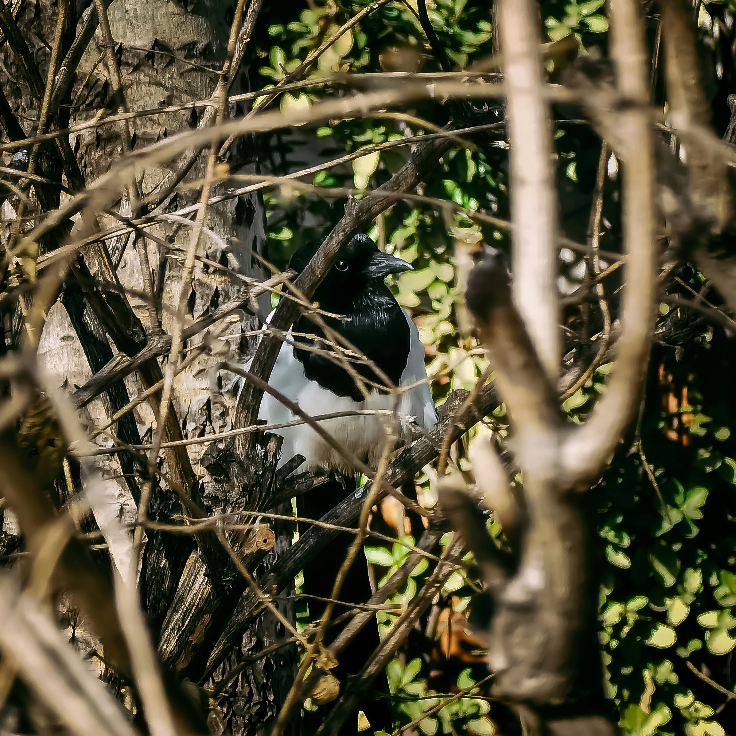 A black-and-white bird perches camouflaged among the twigs and leaves of a tree, blending seamlessly into its surroundings.