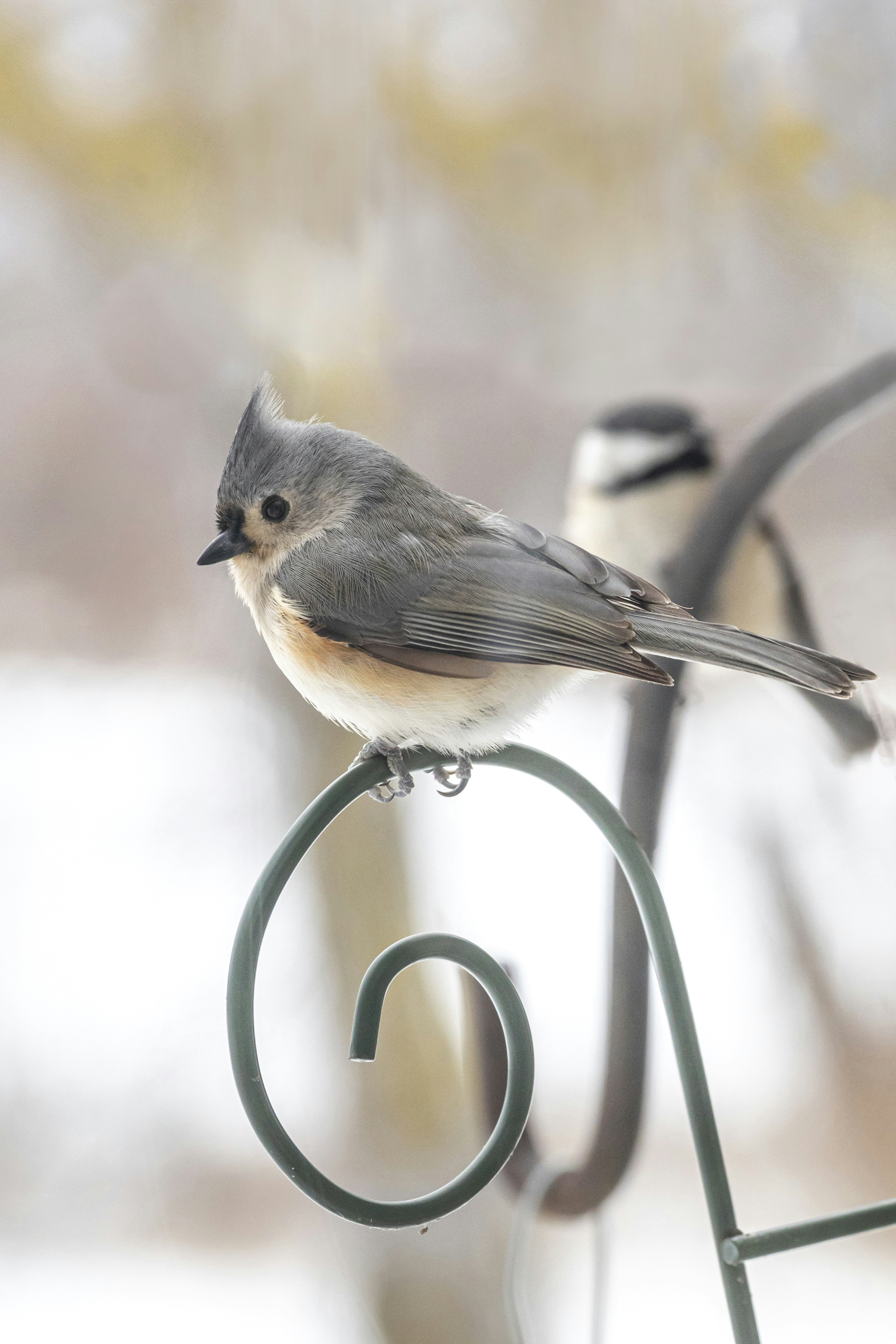 Tufted titmouse perched on a decorative metal hook, with a blurred background hinting at a snowy landscape. 