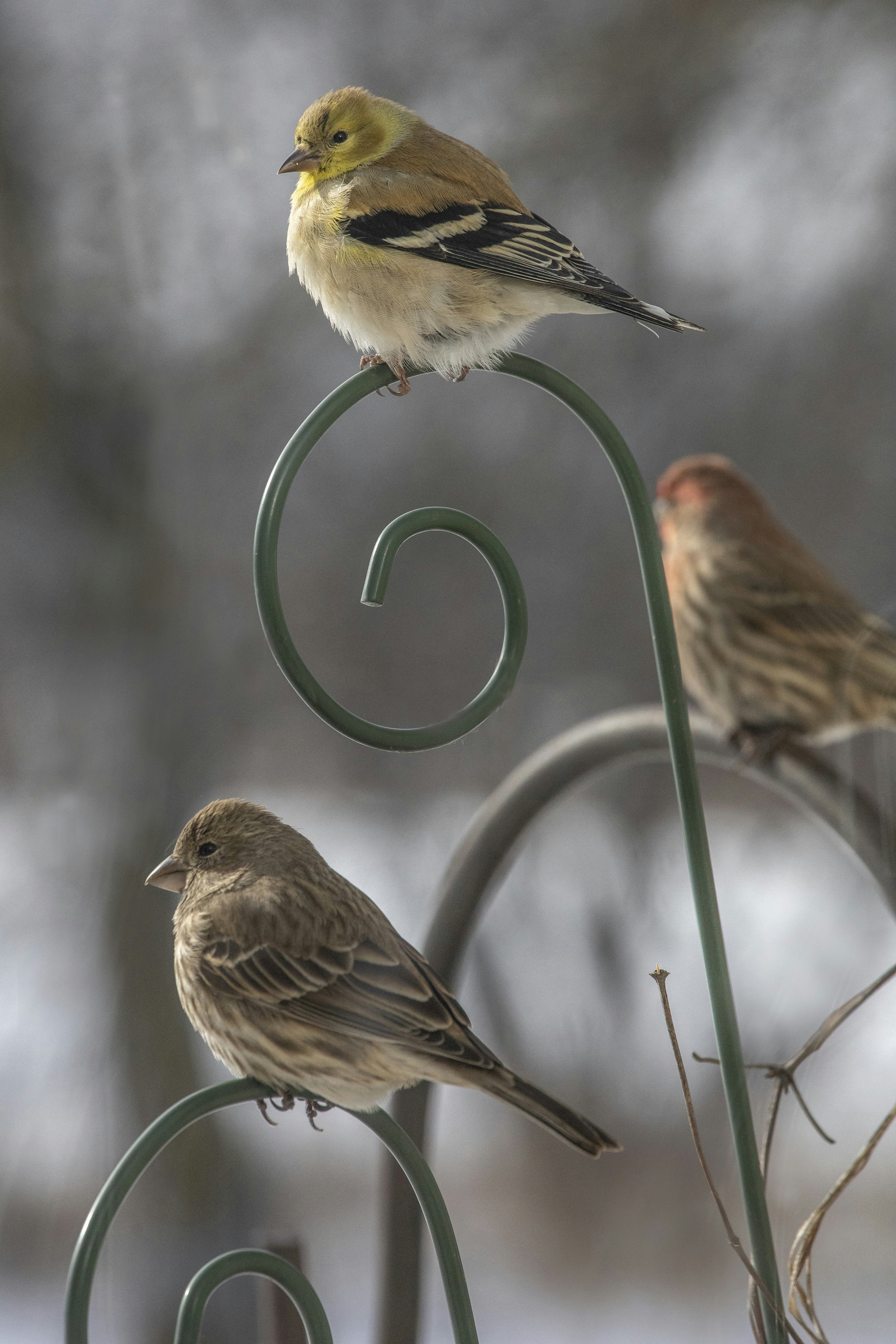 A vibrant goldfinch perches atop a decorative metal hook, while two other birds observe from below, creating a serene winter tableau.