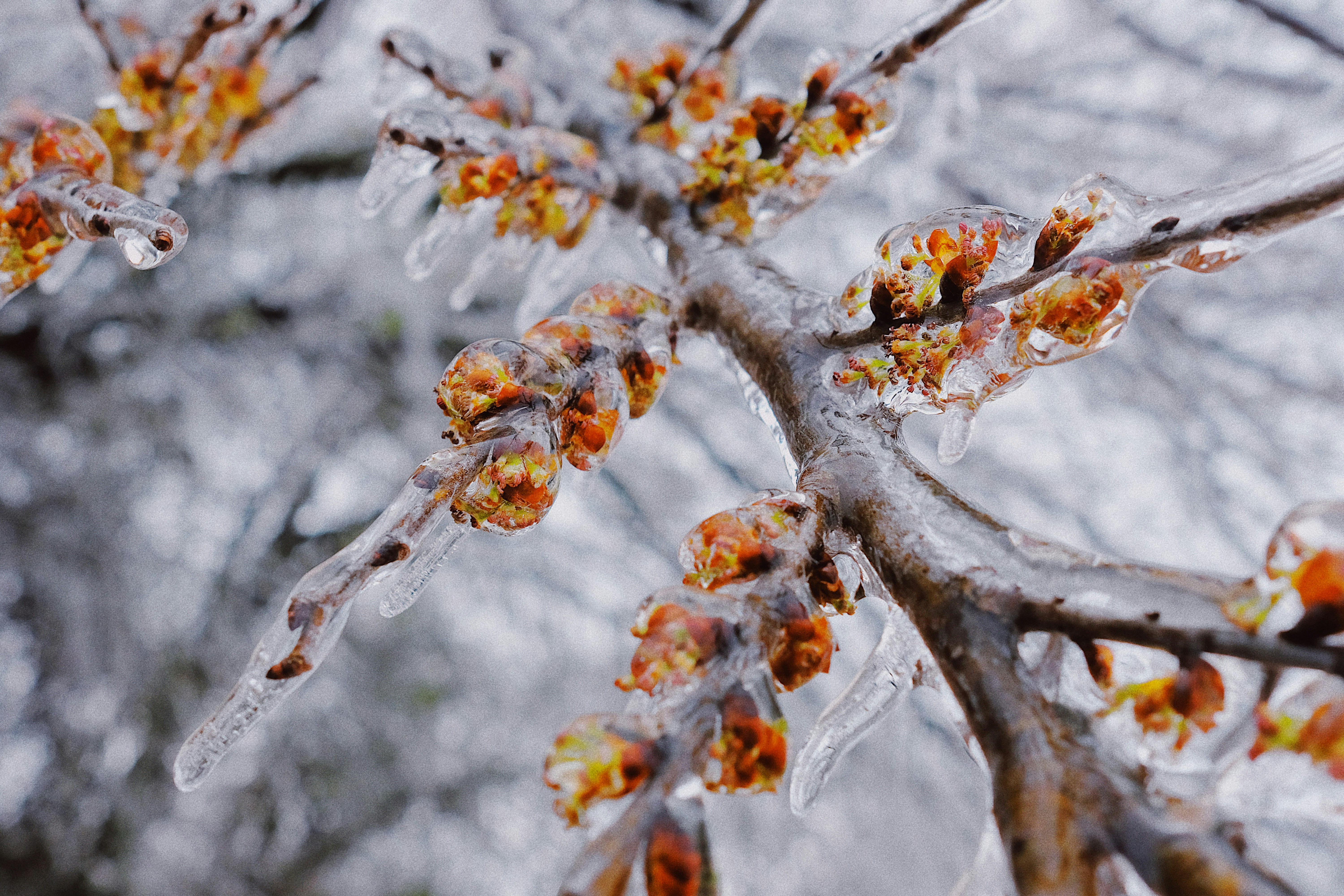 Icy Buds on a Winter Branch