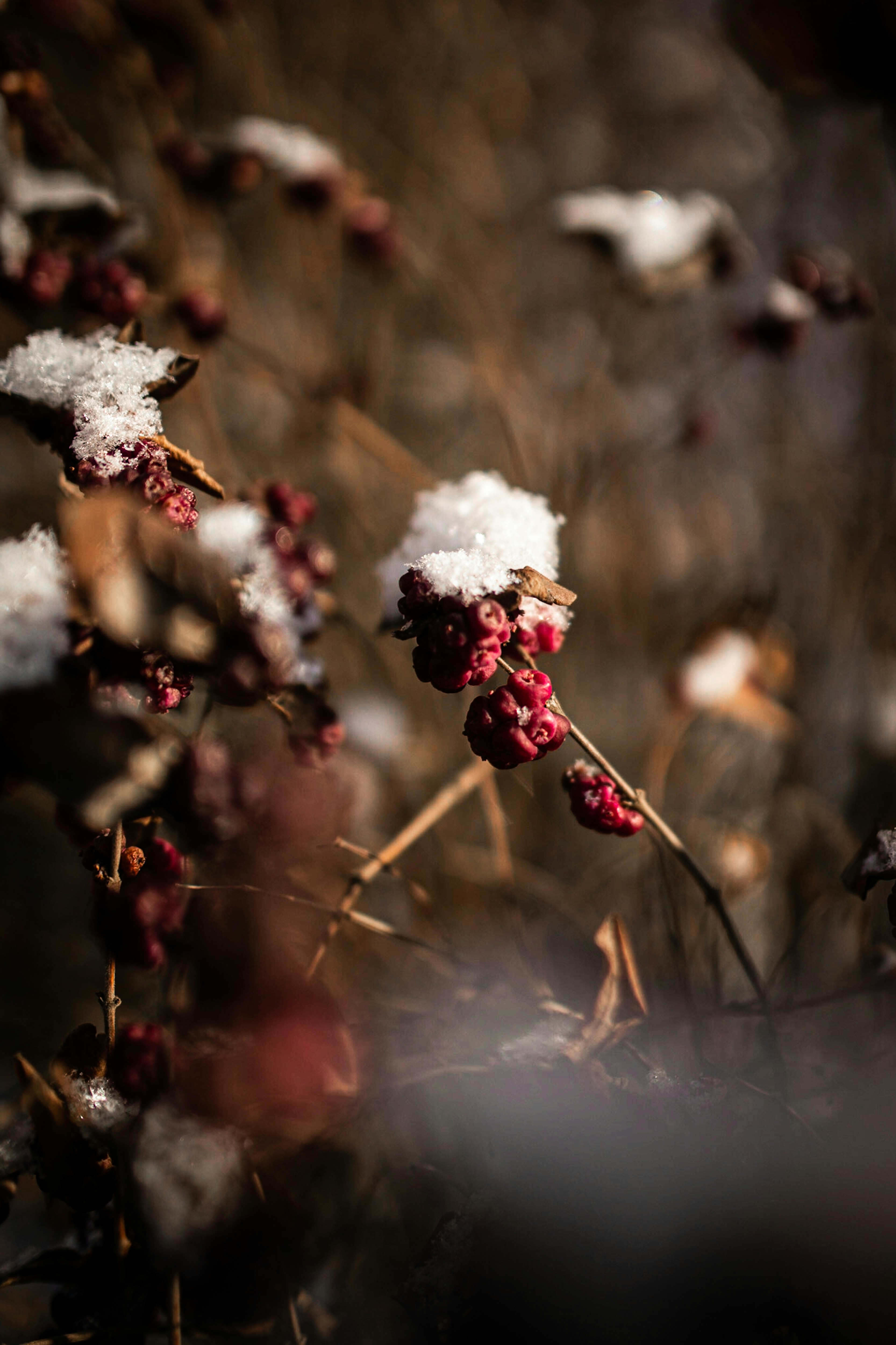Snow-Kissed Berries in a Quiet Thorn