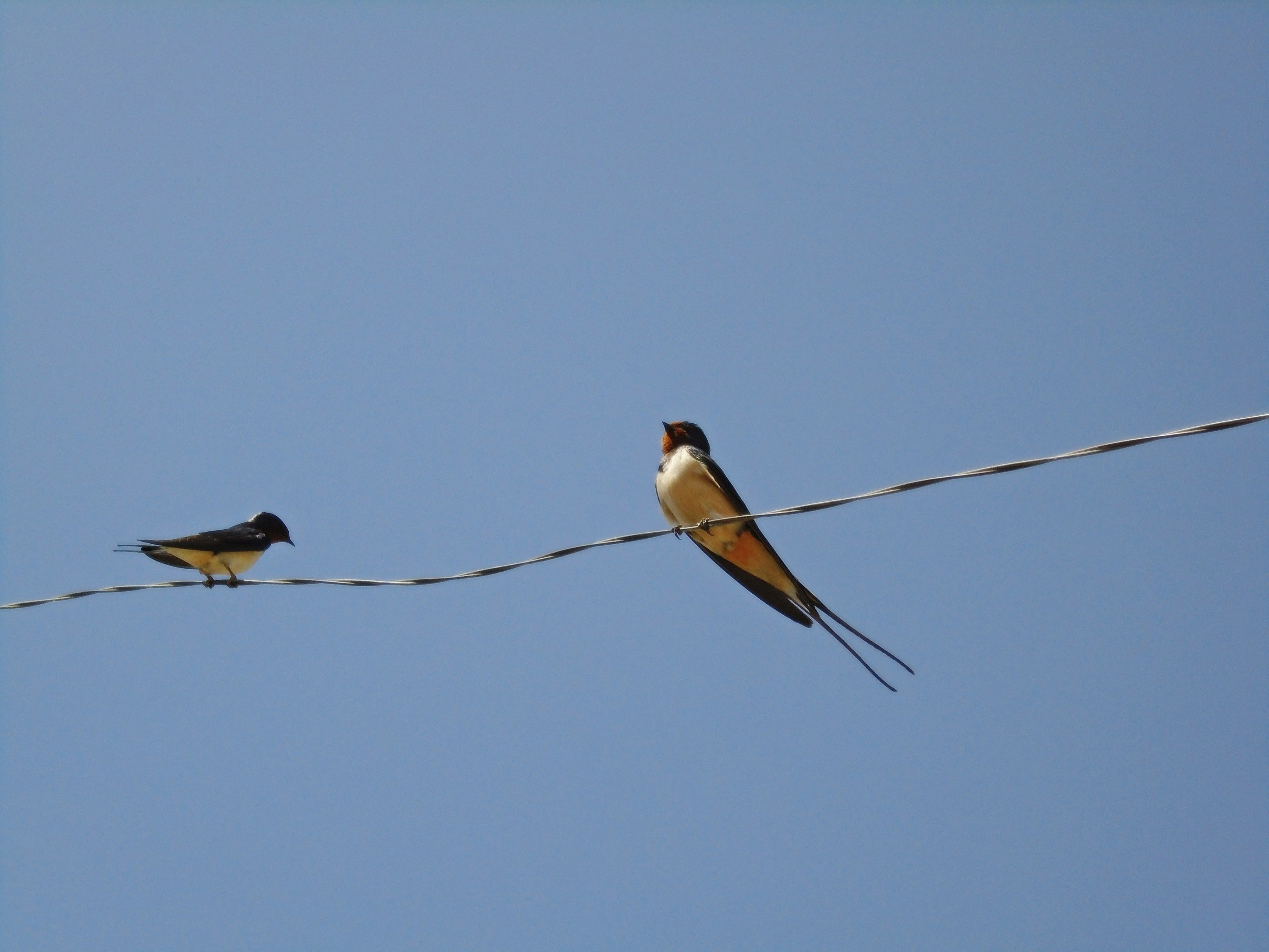 Two swallows perch on a slender wire against a vast blue sky. A straightforward wildlife photograph emphasizing silhouettes and spacing.
