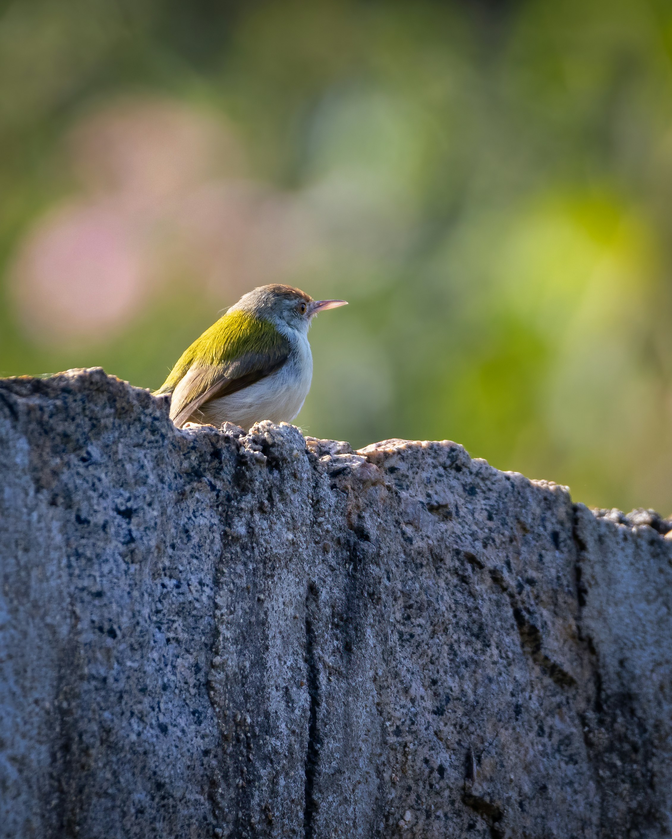 Yellow-Gray Warbler Perched on a Craggy Fence