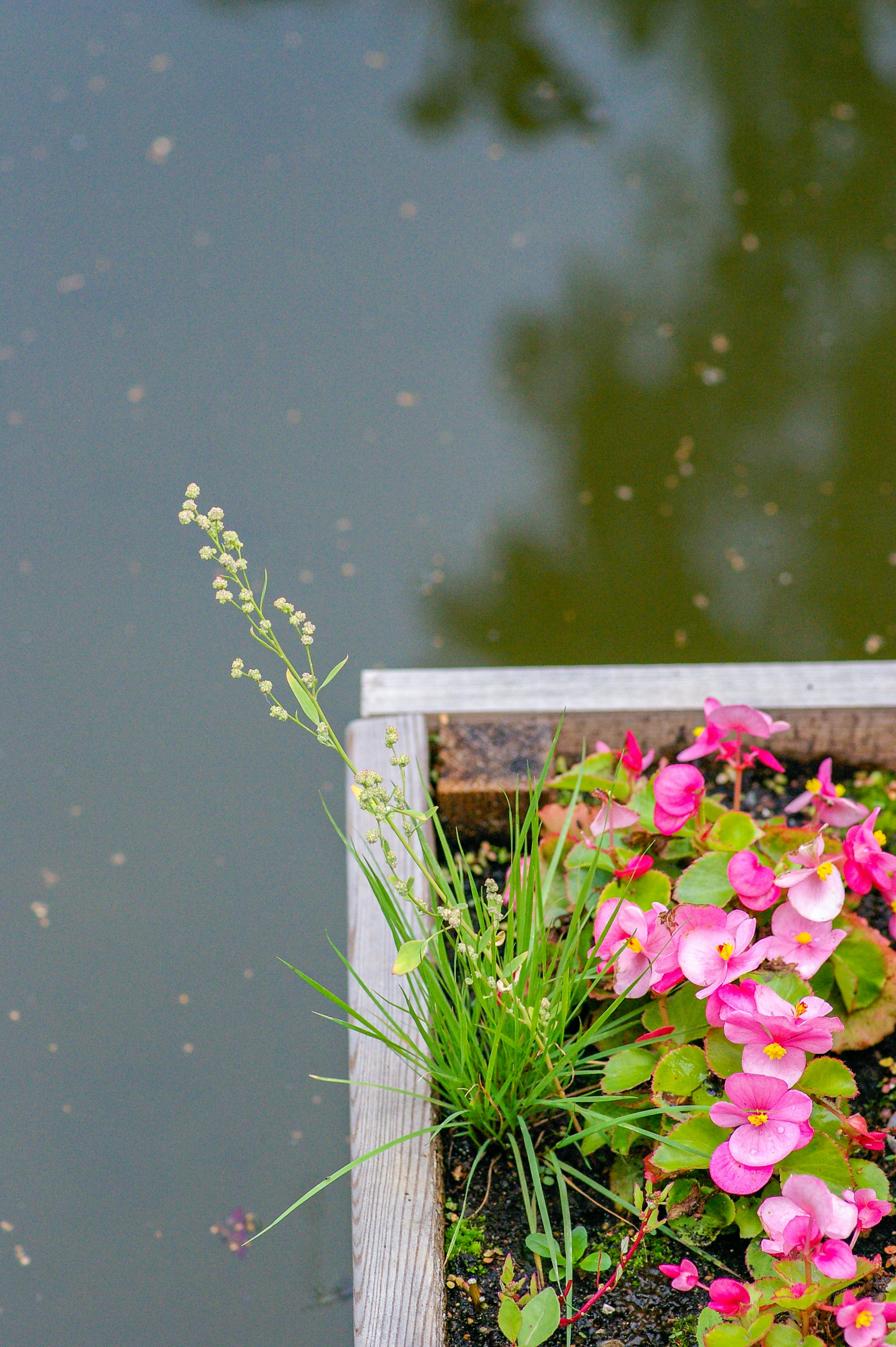 Pink Petals and Green Grasses Framing a Water Edge