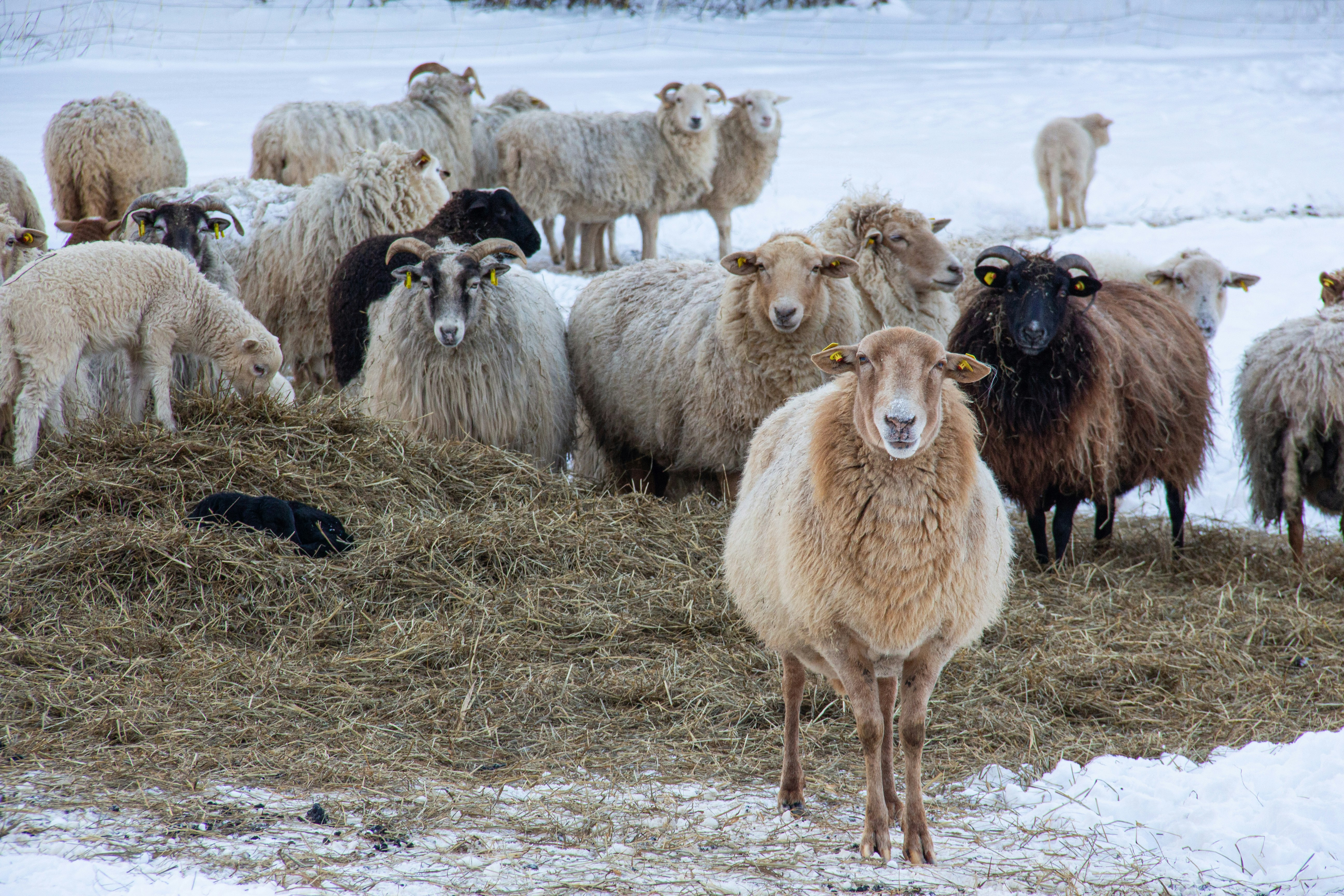 A flock of sheep congregates around a hay pile in a snowy landscape, with one sheep prominently in the foreground. The scene captures the essence of rural life during winter.