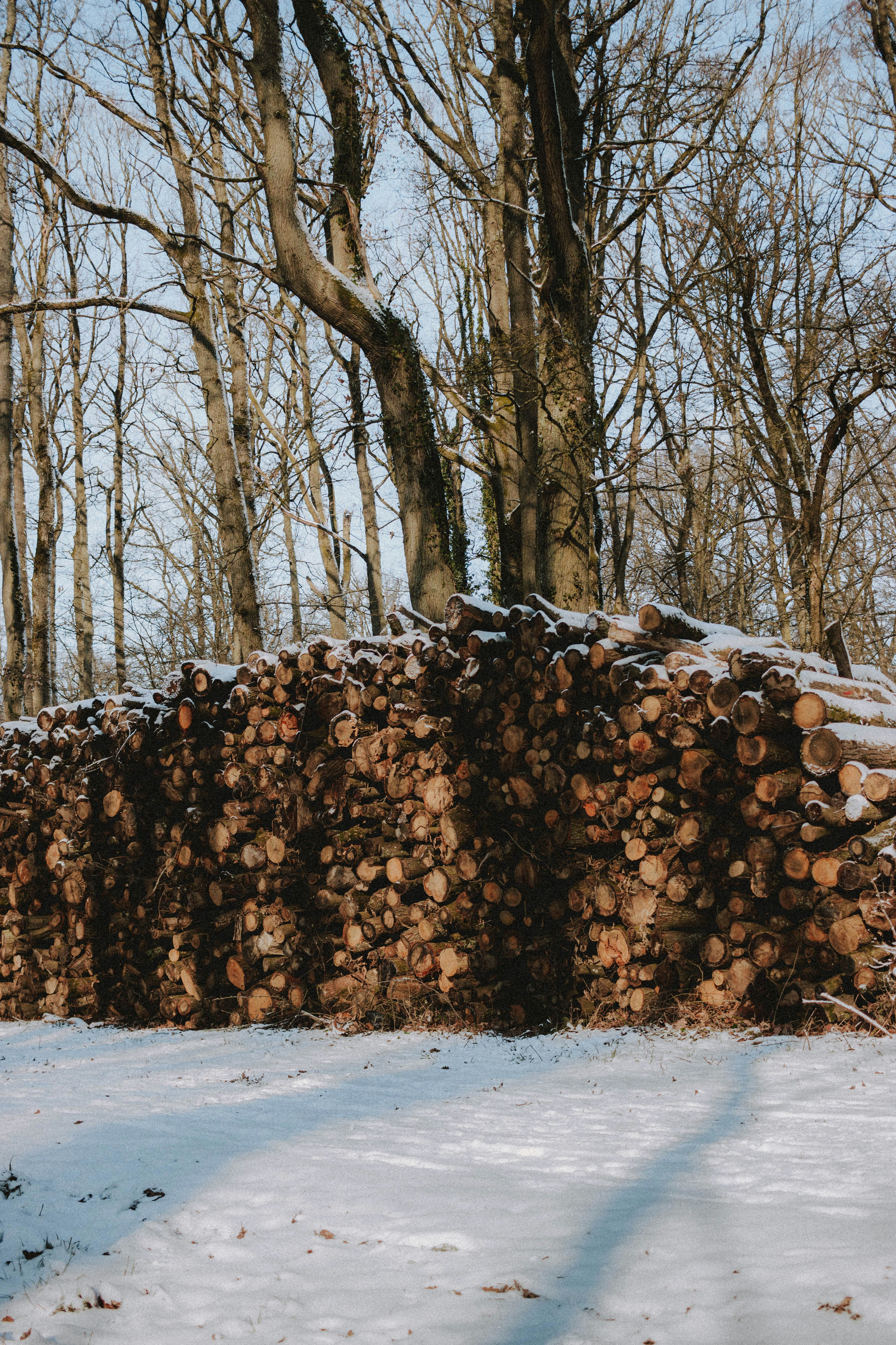 Snow-Laced Log Pile Framed by Bare Oaks in a Quiet Winter Forest