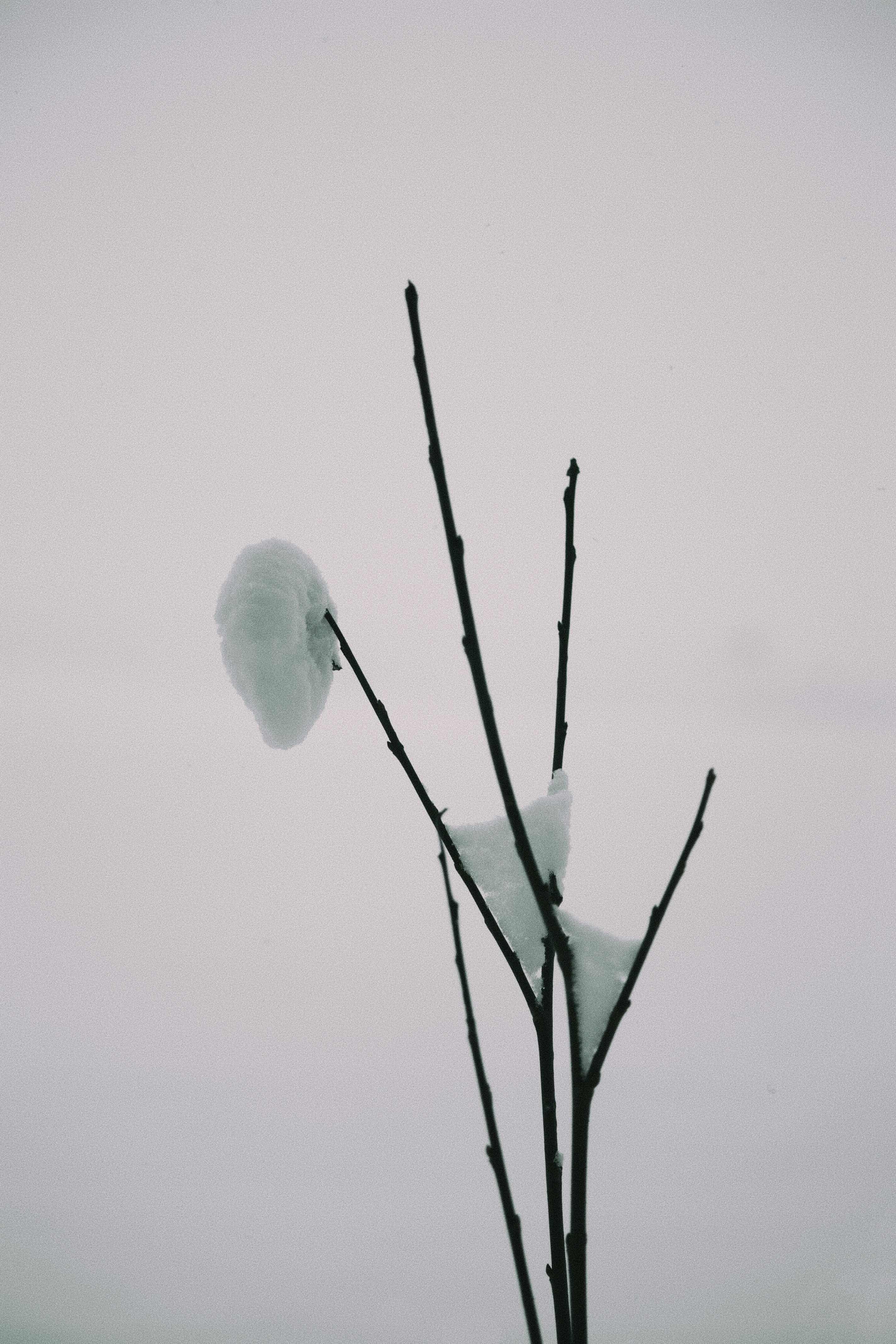 Snowbound Crown: A Minimal Portrait of Winter Branches