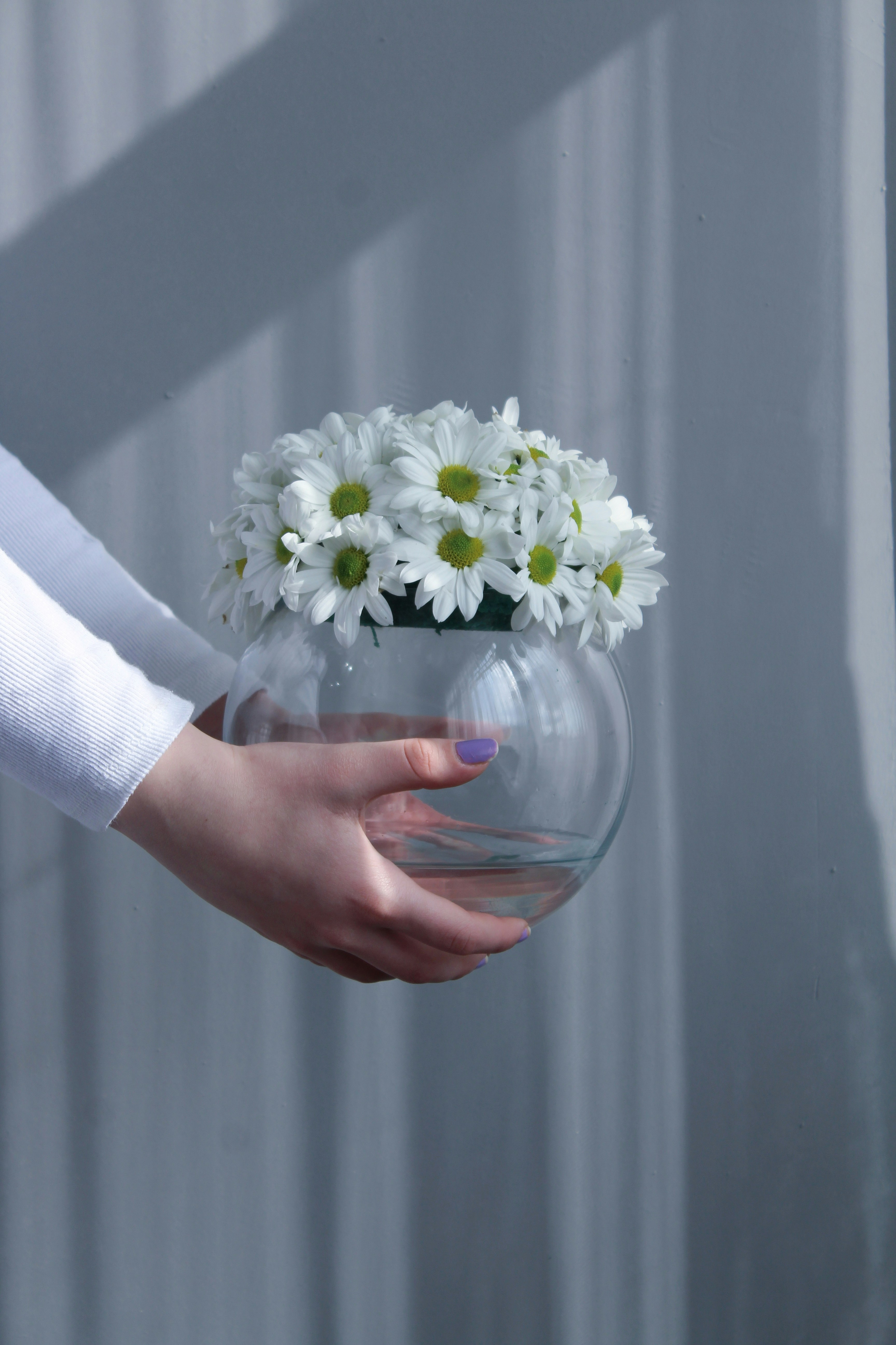 Daisies in a Glass Bowl: a Gentle Hand Presents Bloom Against a Steel-Gray Backdrop