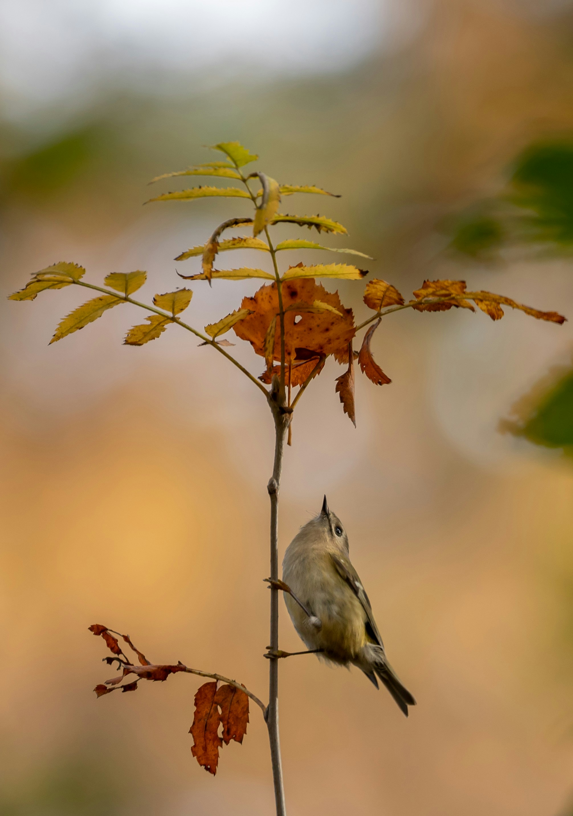Autumn Perch: Tiny Passerine Clings to a Delicate Stem in Golden Light