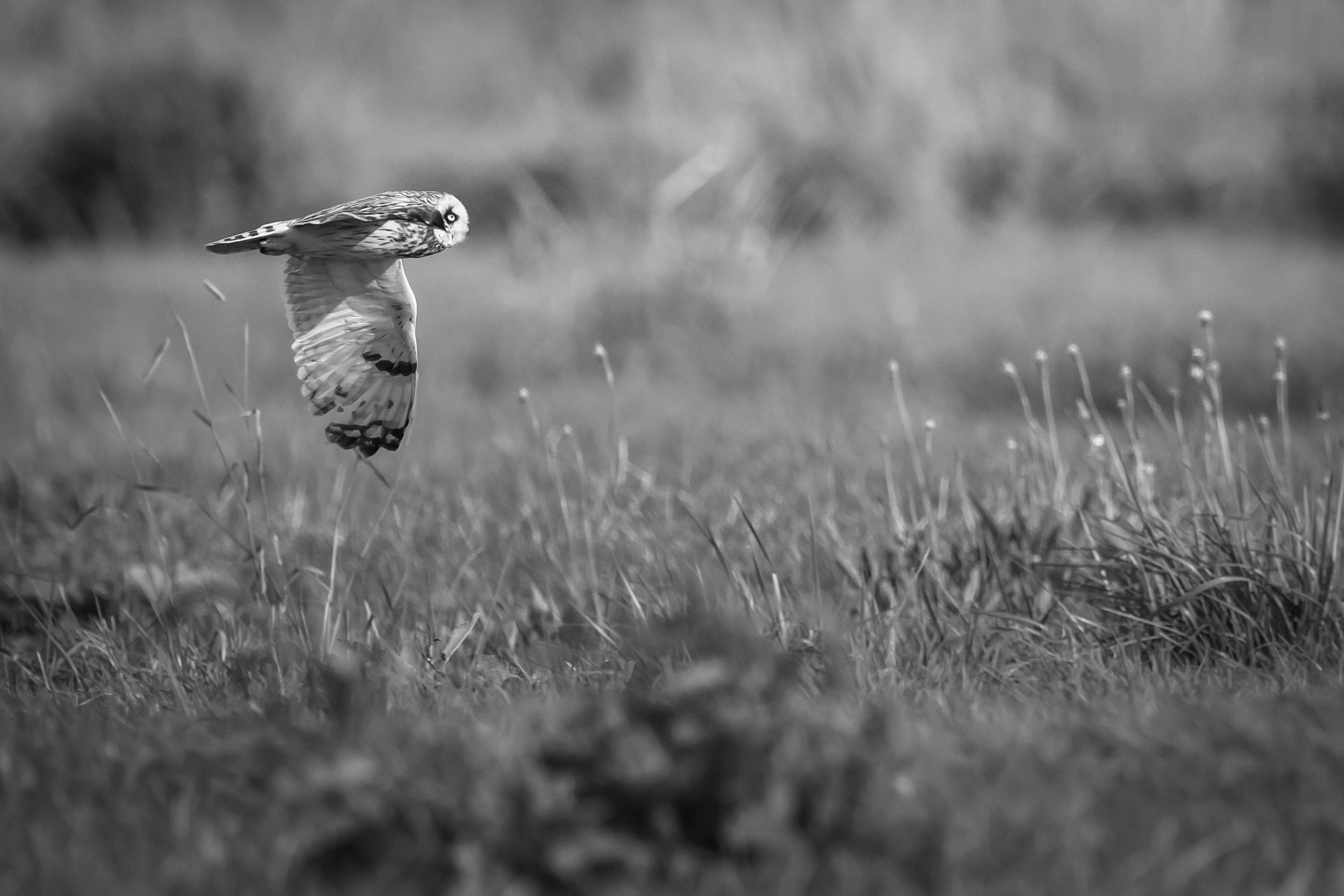A short-eared owl gliding gracefully over a field, showcasing its distinctive wings and keen hunting posture in monochrome.