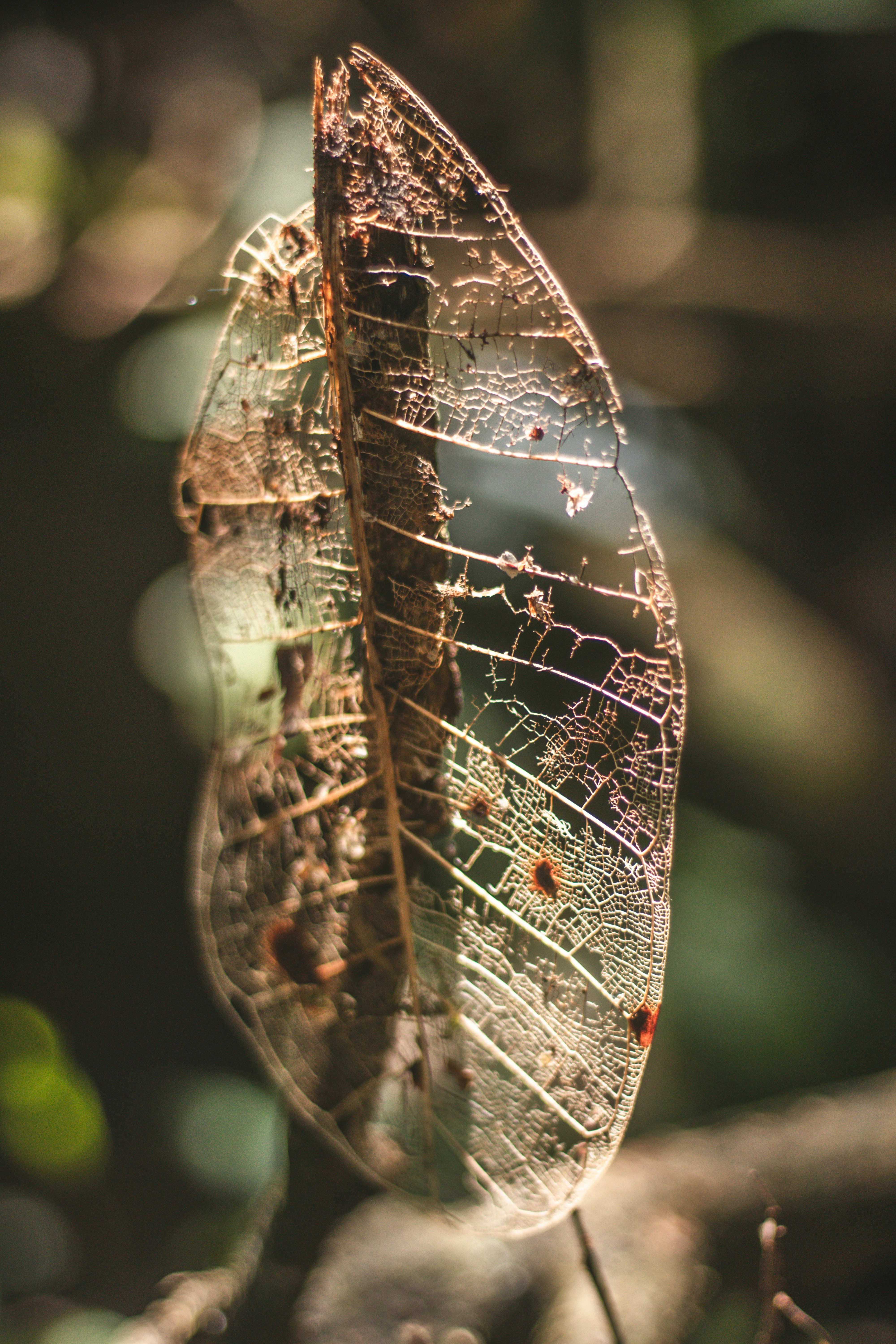 Backlit Lace: The Veins of a Dried Leaf in Soft Focus