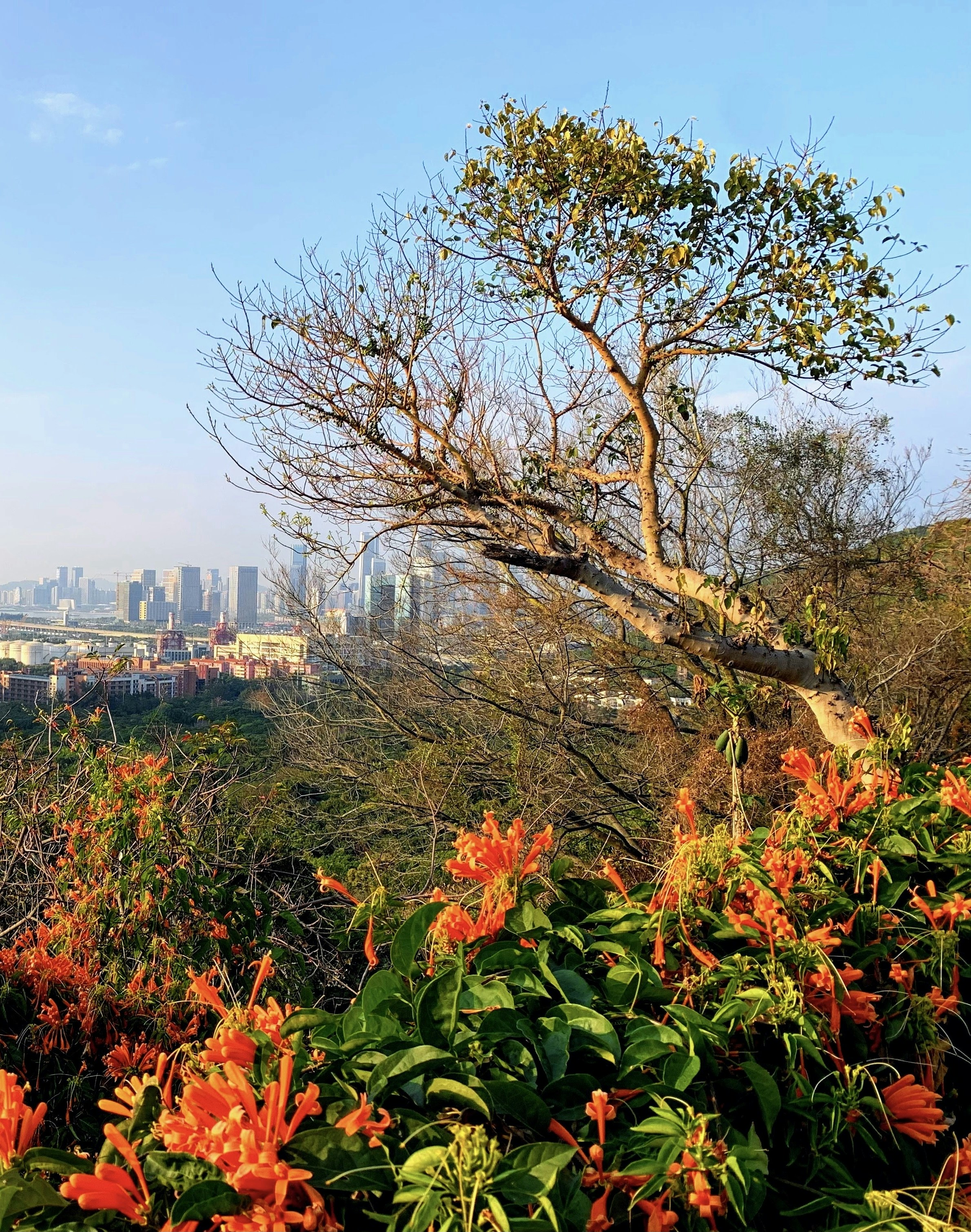 Vibrant orange flowers bloom in the foreground, framing a distant city skyline under a clear sky. A solitary tree stands tall, bridging nature and urban life.