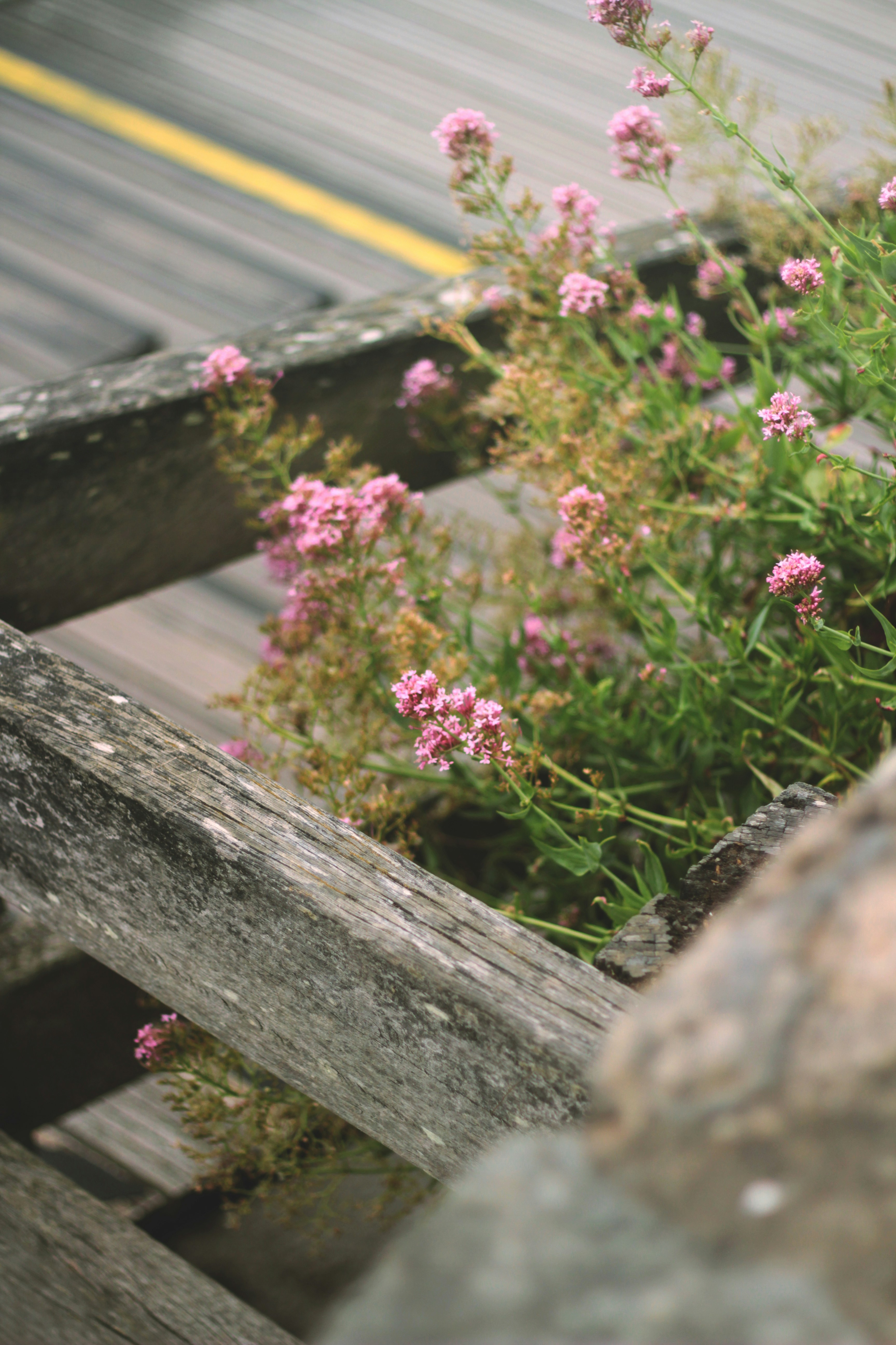 Pink Wildflowers Framing Weathered Wood on a Rooftop Edge