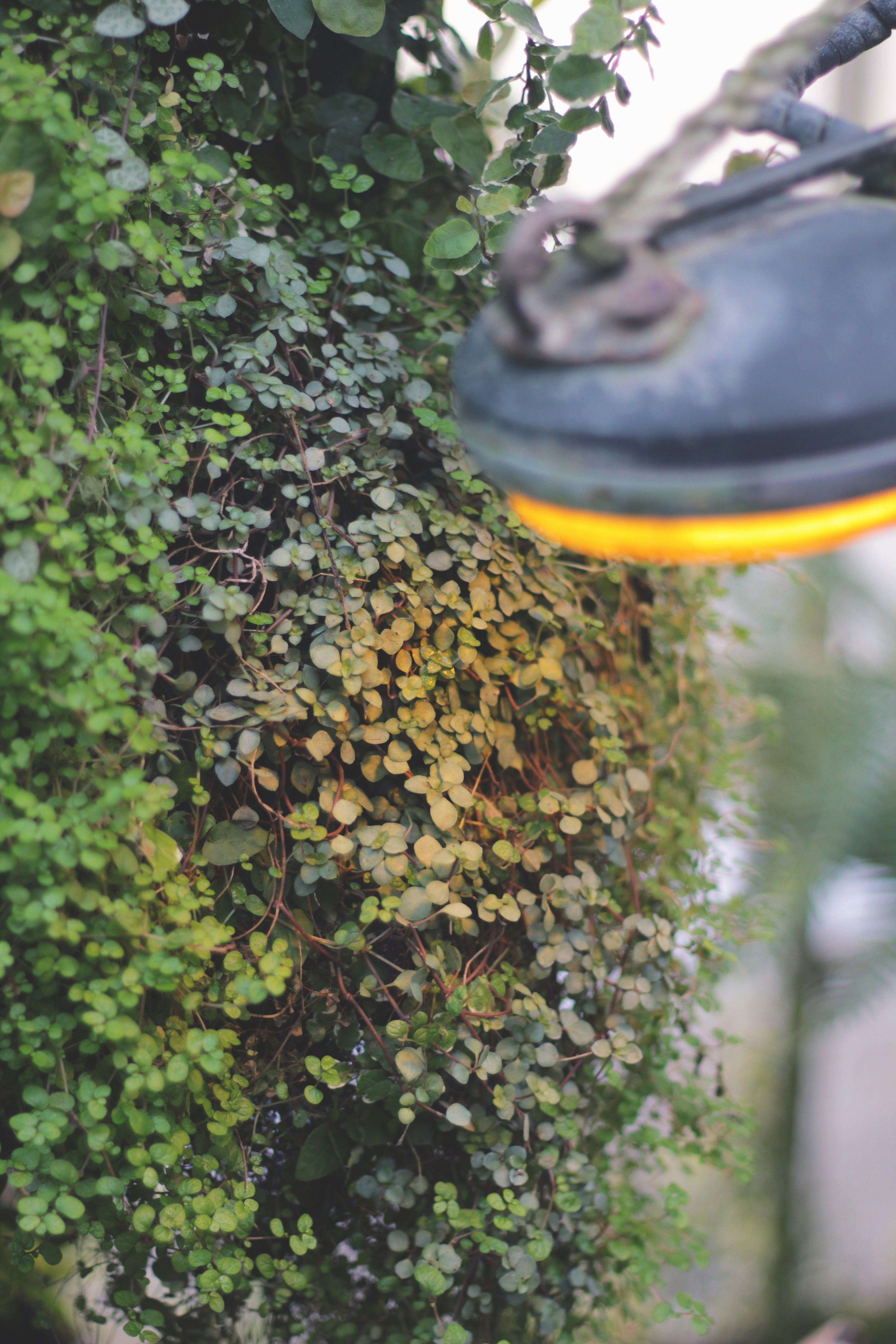 A Verdant Tapestry Framed by an Amber Streetlamp