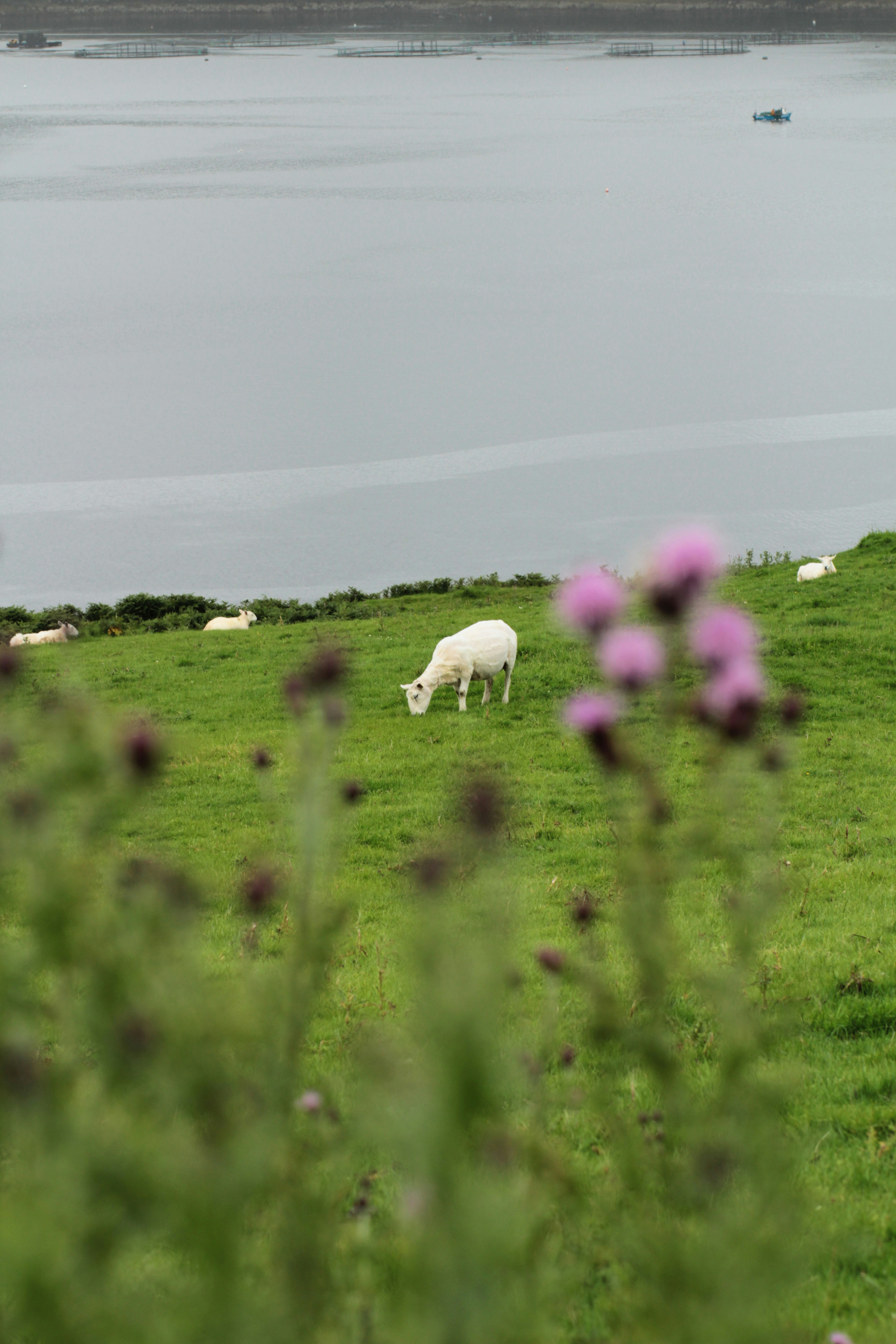 White sheep and pink flowers 